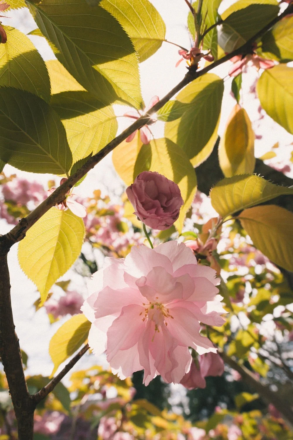 Seven ways to encourage blooming .. — Hannah Wallace