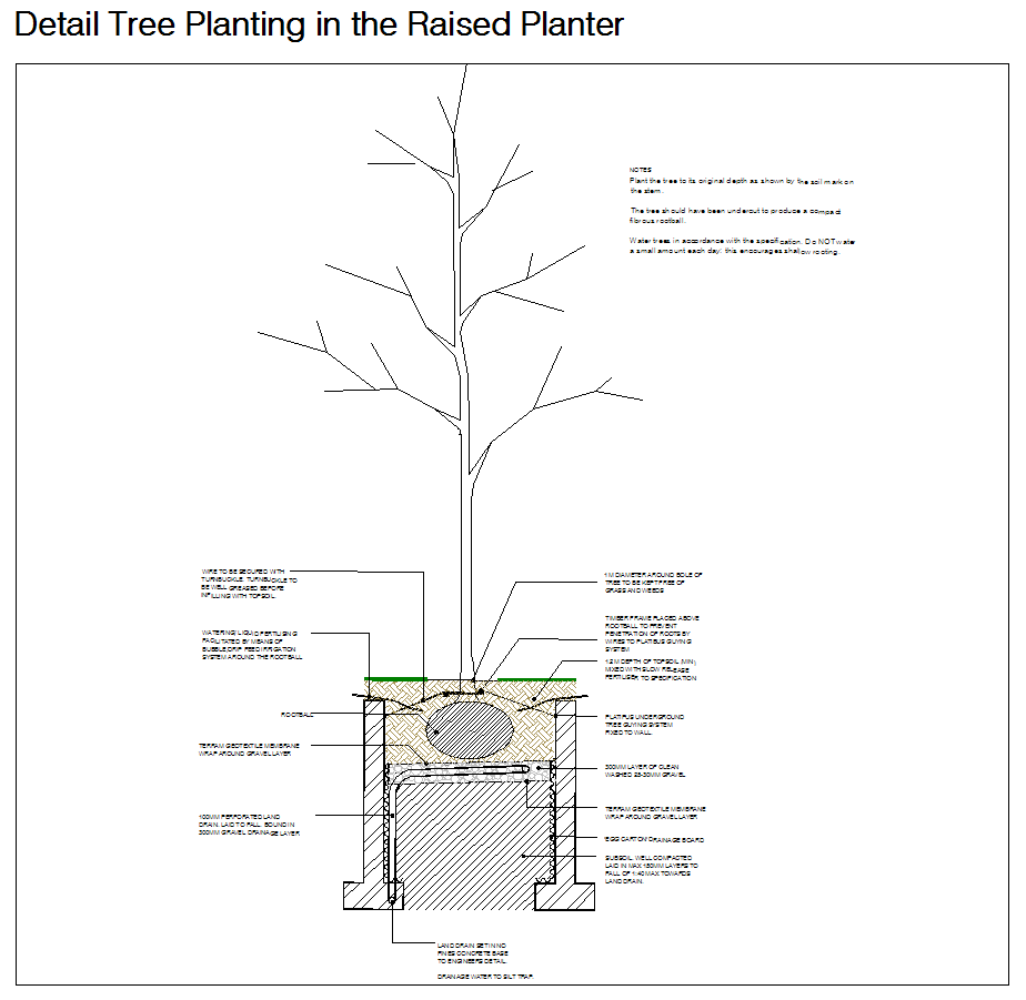 Palm Tree Planting Detail at Rita Block blog