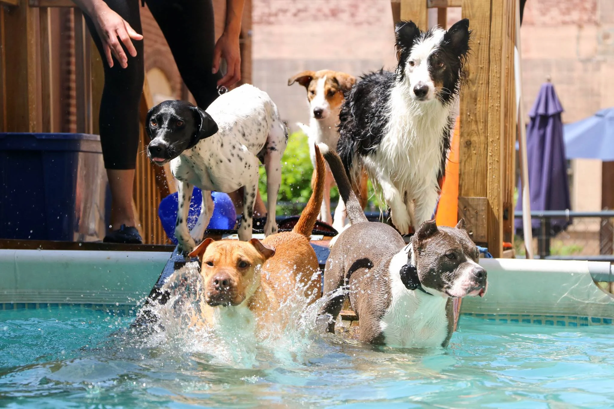 Boarding — Florida Dog Training | Solid K9 Training