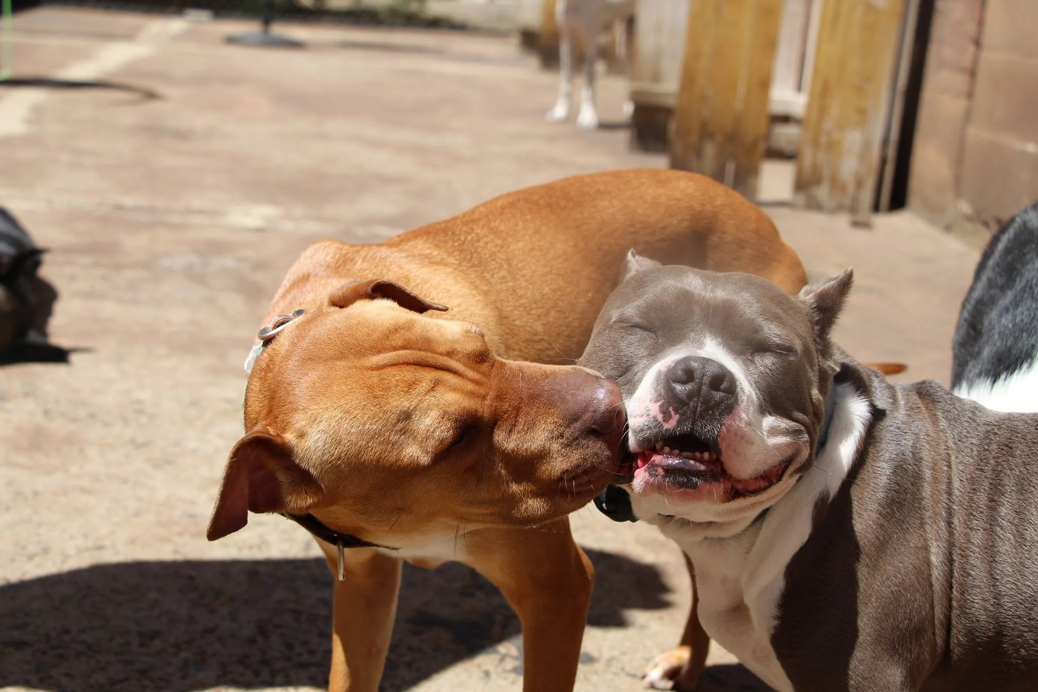 Boarding — Florida Dog Training | Solid K9 Training