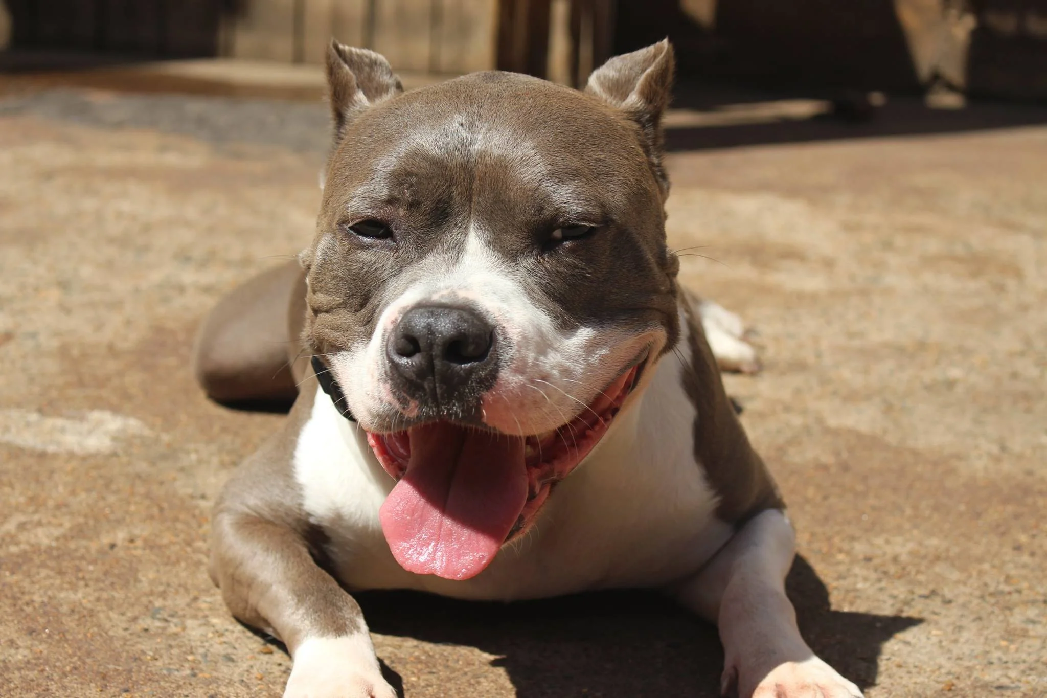 SK9 FAQ — Florida Dog Training | Solid K9 Training