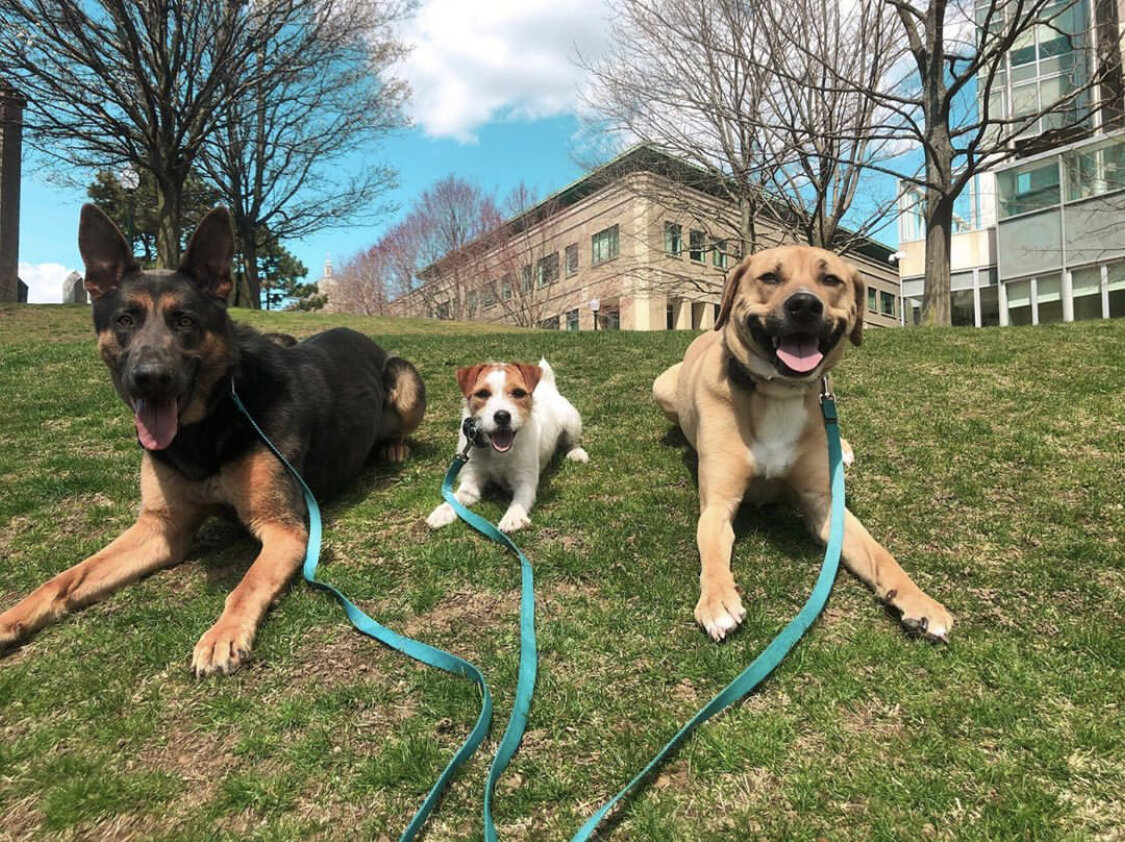 Board & Train (Bradenton/Sarasota FL) — Florida Dog Training | Solid K9 Training