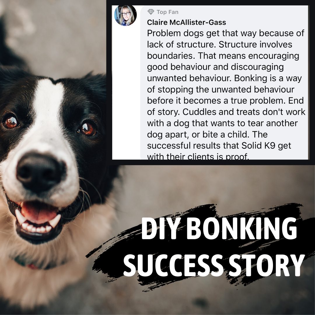 DIY Bonking Success Stories — Florida Dog Training | Solid K9 Training