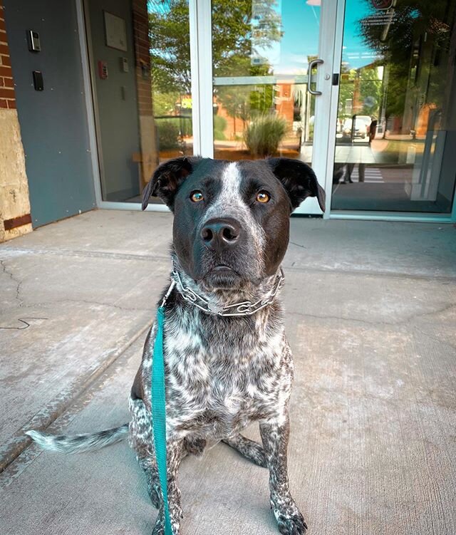 Florida Dog Training | Solid K9 Training