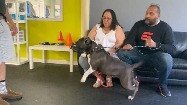 Florida Dog Training | Solid K9 Training