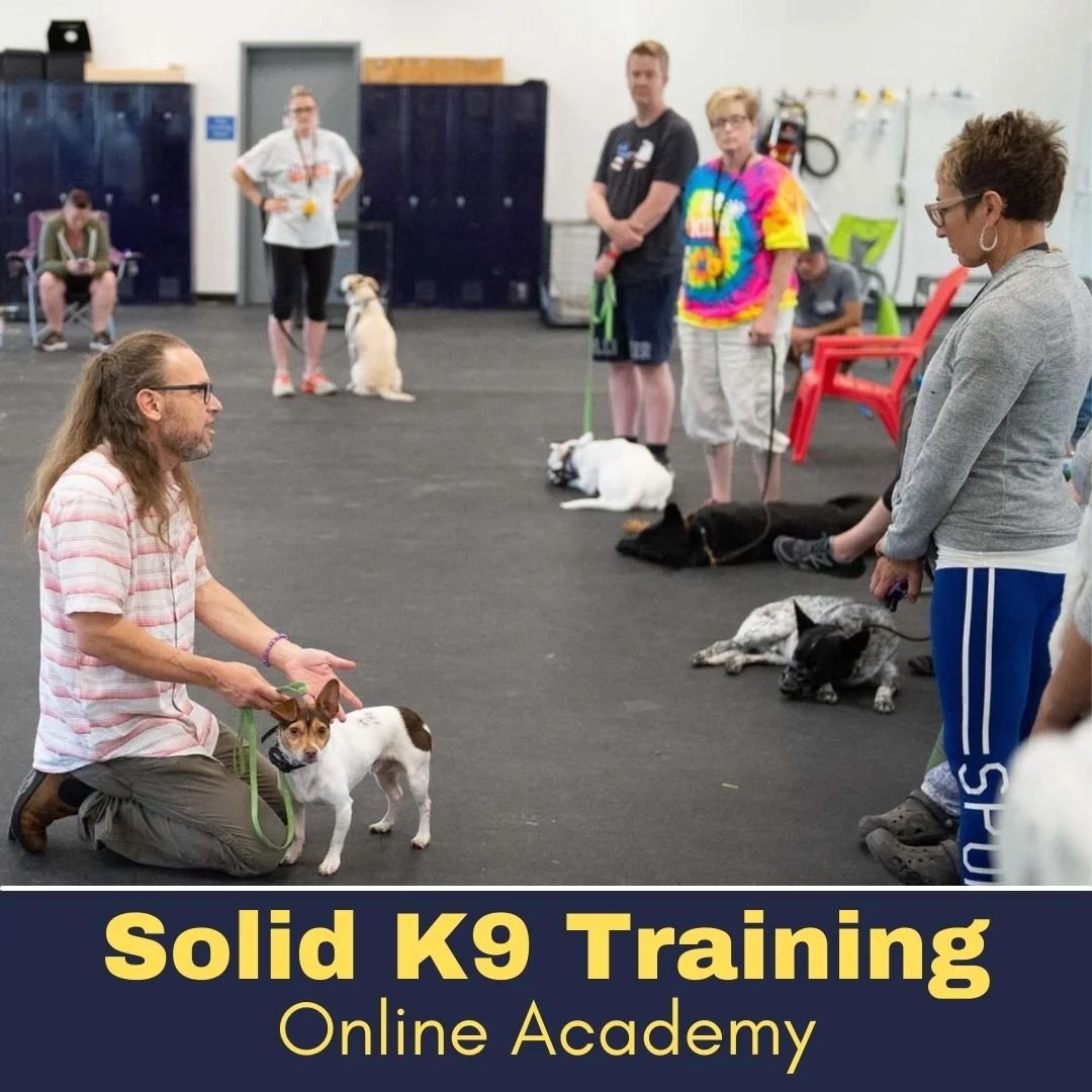 Florida Dog Training | Solid K9 Training