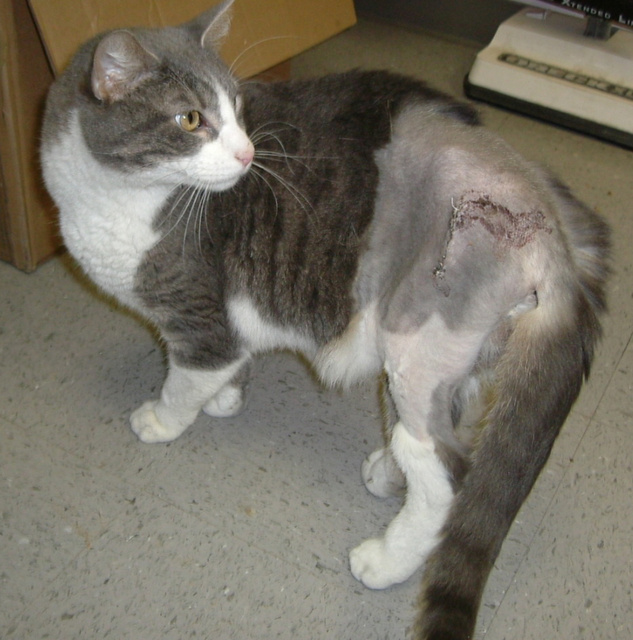 Volunteer | Cat Shelter, Rescue, Adoption Center | Columbus, OH — Cat ...