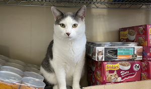 Cat Welfare Association