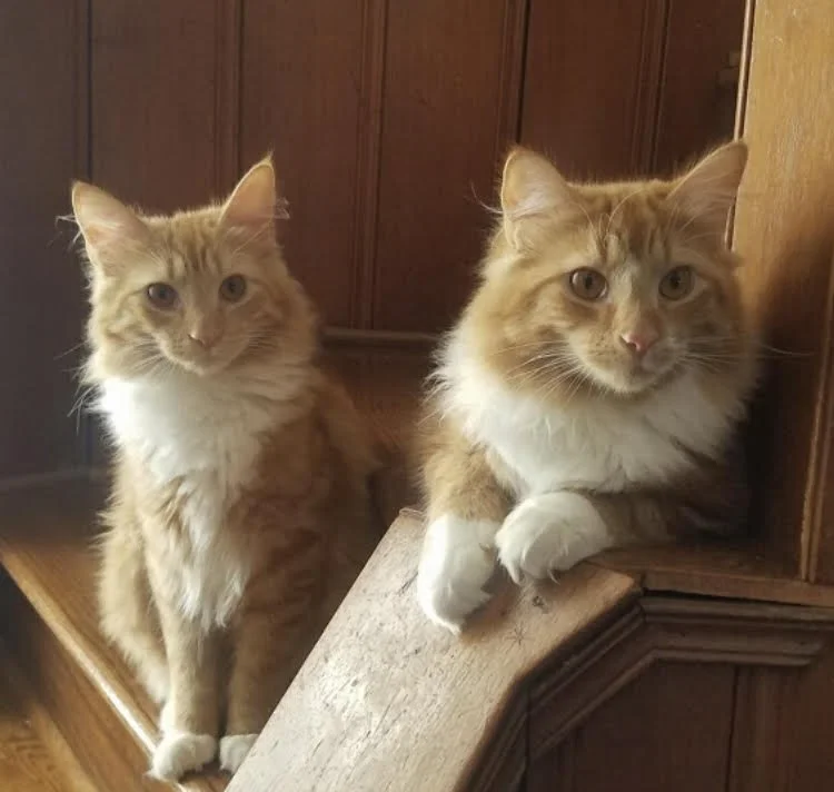 Cat Welfare Association