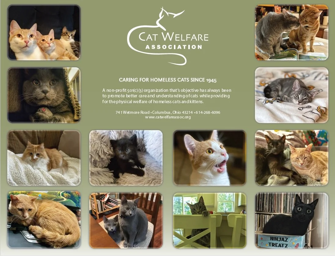 2025 Cat Welfare Wall Calendar — Cat Welfare Association