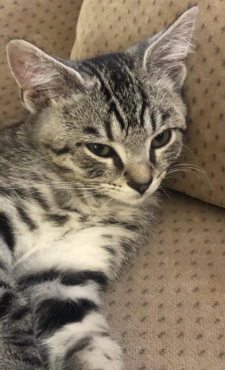 Cat Welfare Association