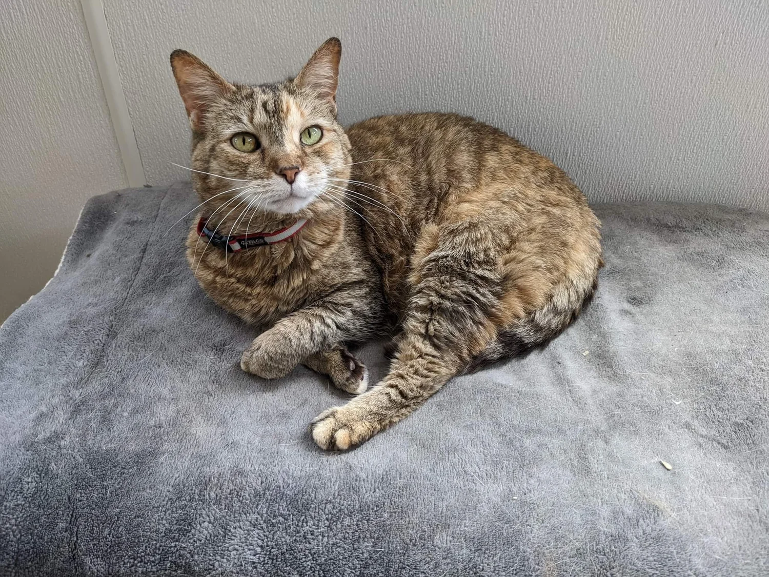 Cat Welfare Association