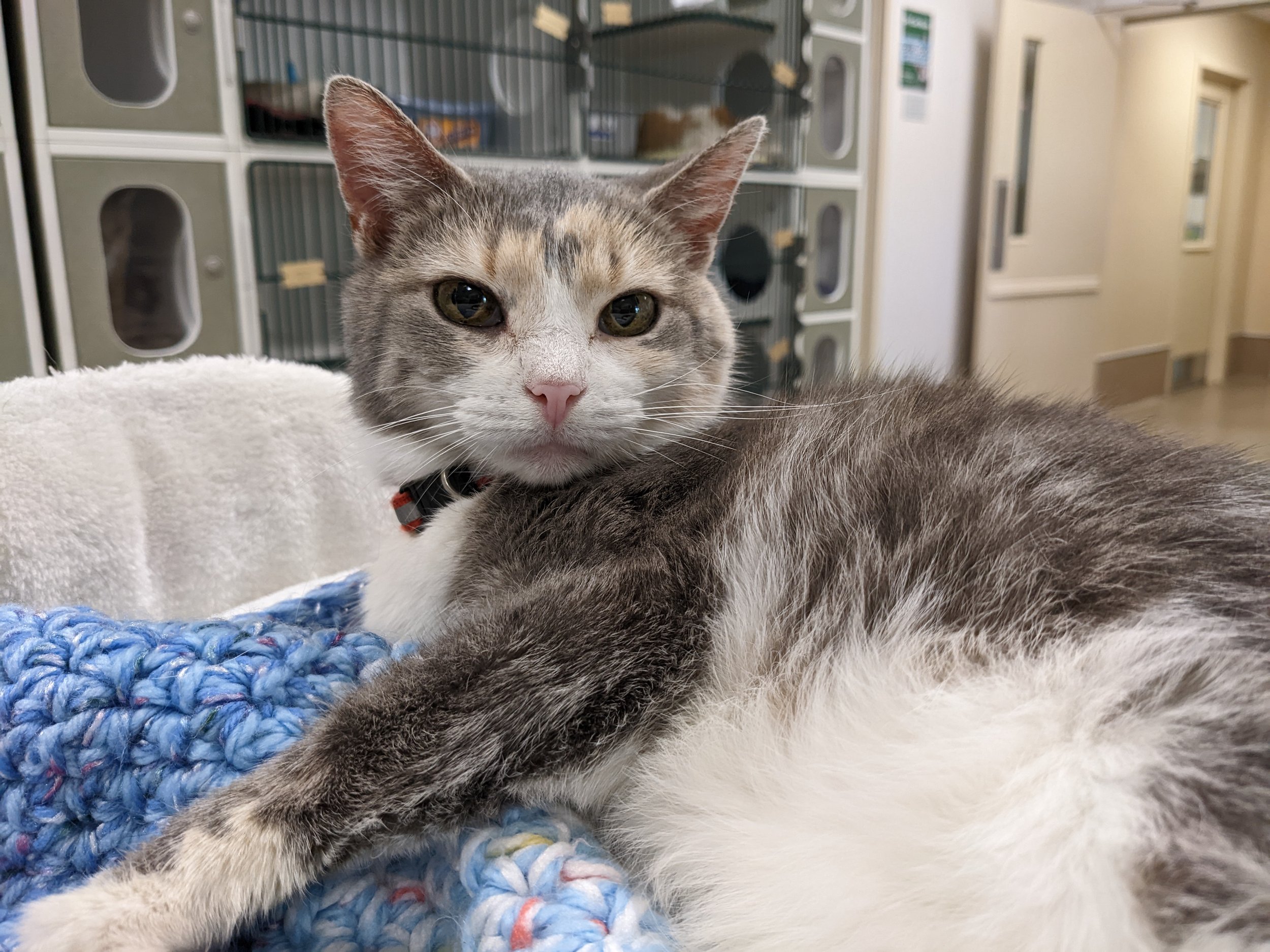 Guardian Angels | Columbus, OH — Cat Welfare Association