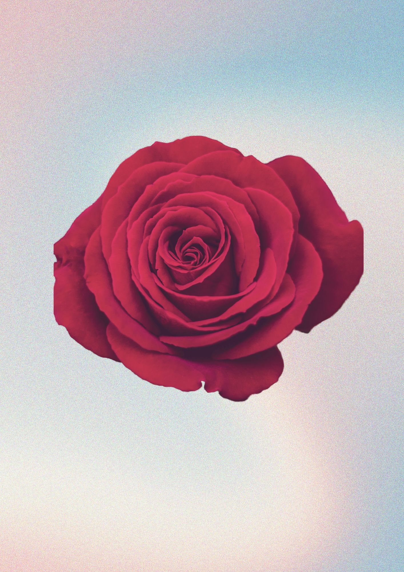 Rooi Rose: Handelsmerk van die Wit Afrikaanse vrou?