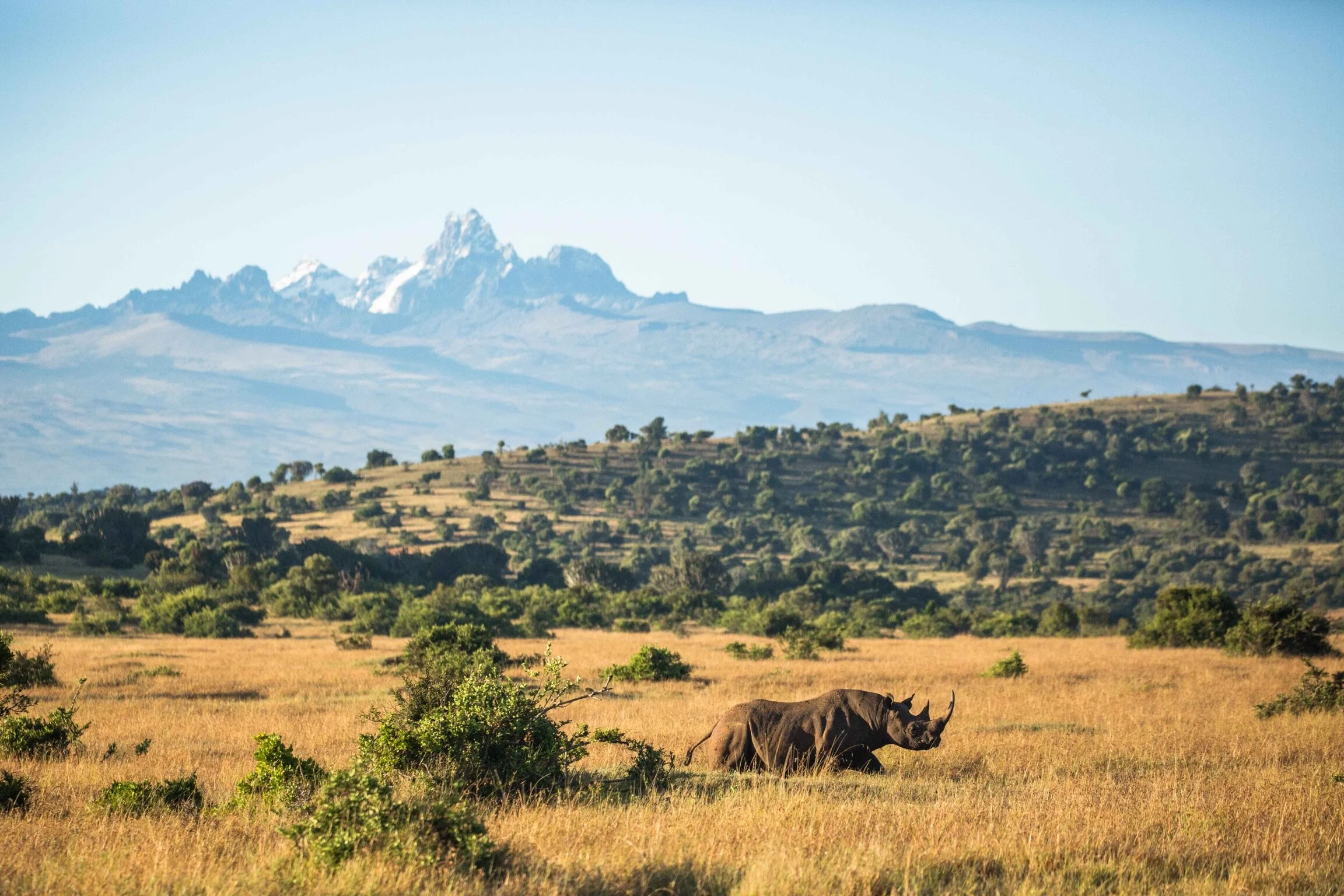 ACTIVITIES — Borana