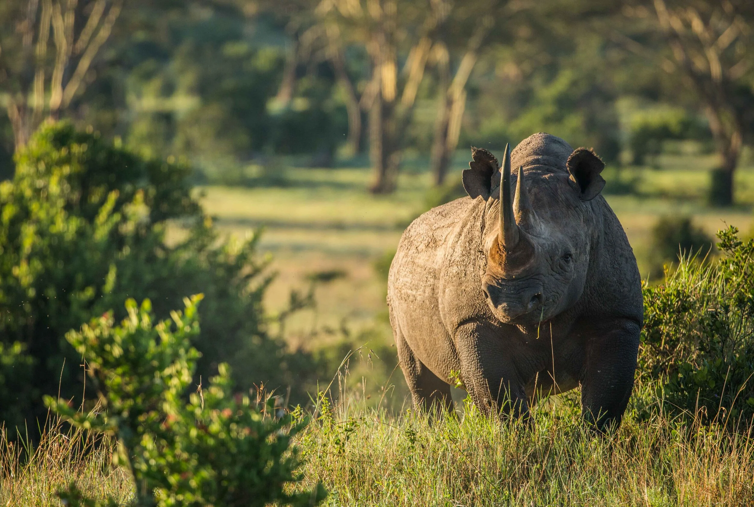 ACTIVITIES — Borana