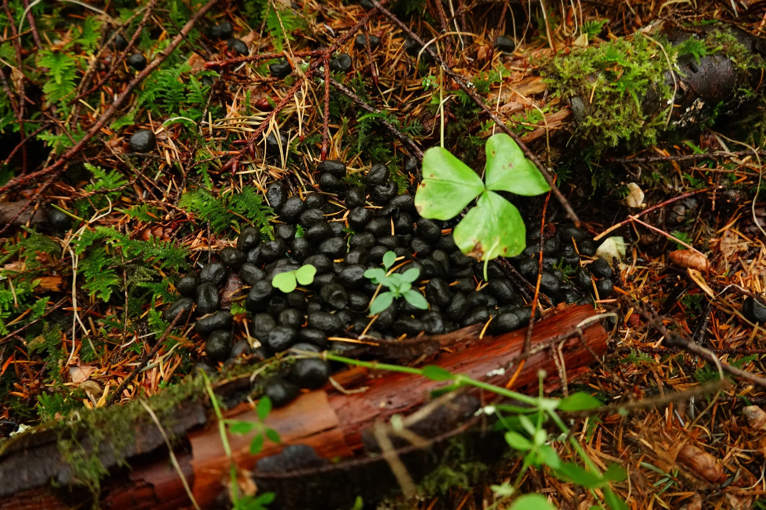 Baltimore Plot Timber Sale (WA DNR) — Joshua Wright | Official Website