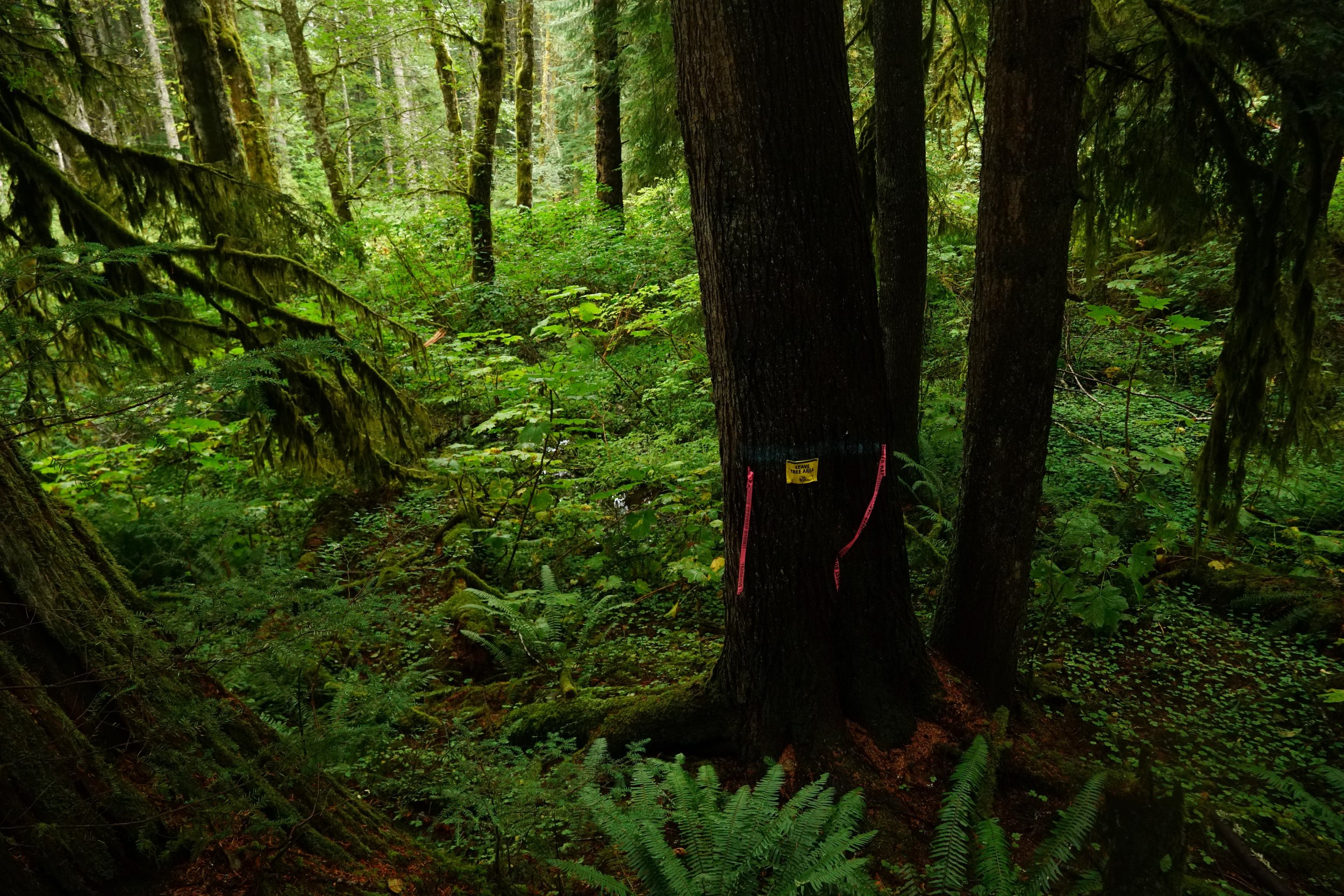 Baltimore Plot Timber Sale (WA DNR) — Joshua Wright | Official Website