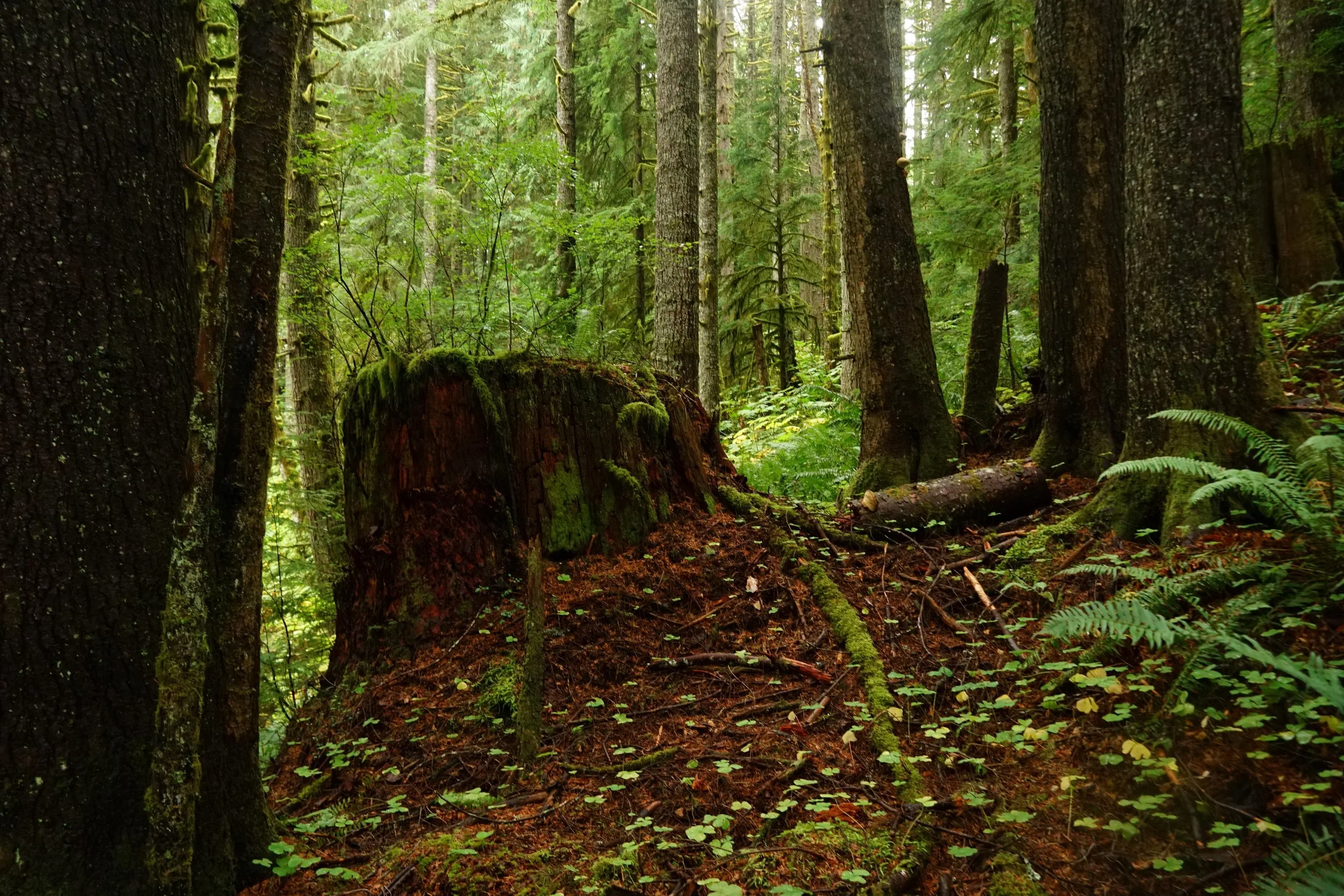 Baltimore Plot Timber Sale (WA DNR) — Joshua Wright | Official Website