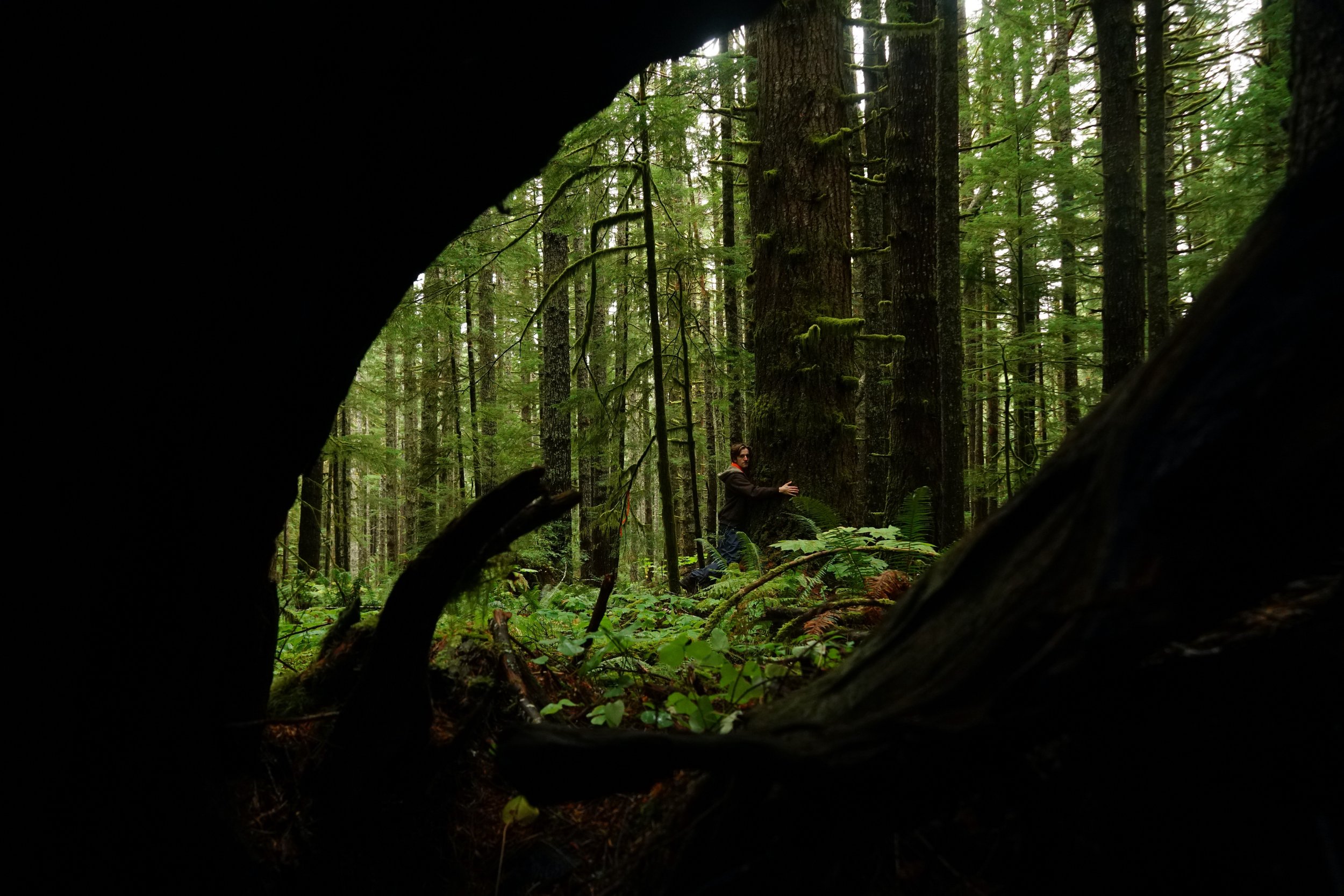 Baltimore Plot Timber Sale (WA DNR) — Joshua Wright | Official Website