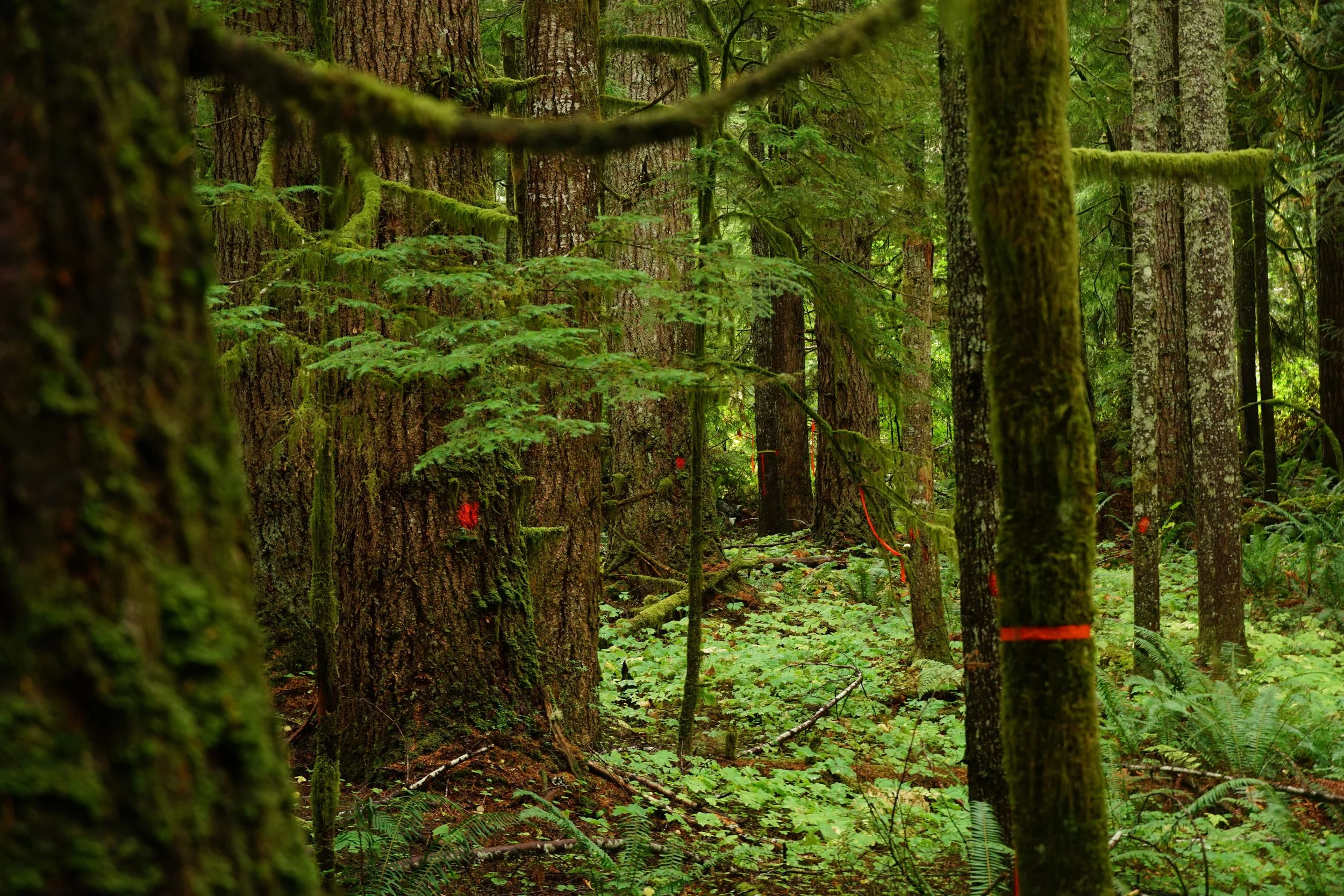 Baltimore Plot Timber Sale (WA DNR) — Joshua Wright | Official Website