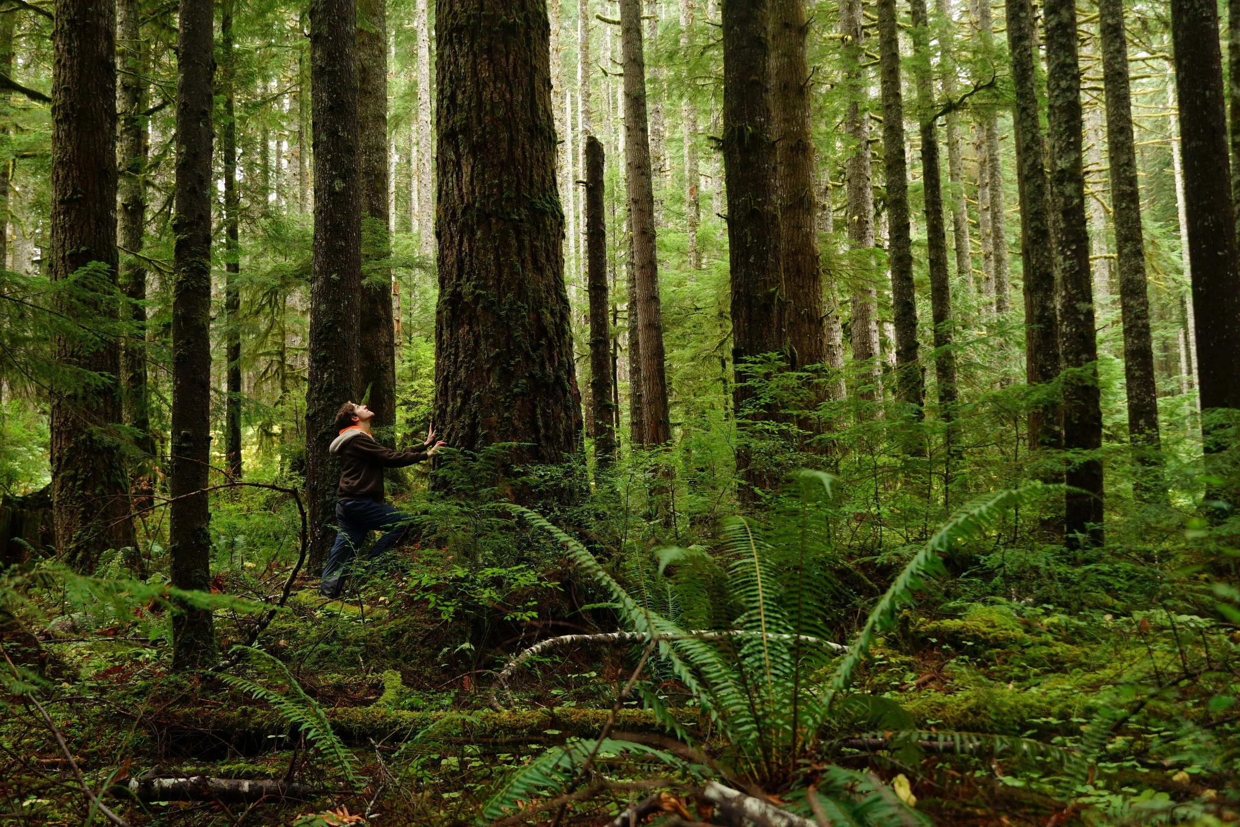 Baltimore Plot Timber Sale (WA DNR) — Joshua Wright | Official Website
