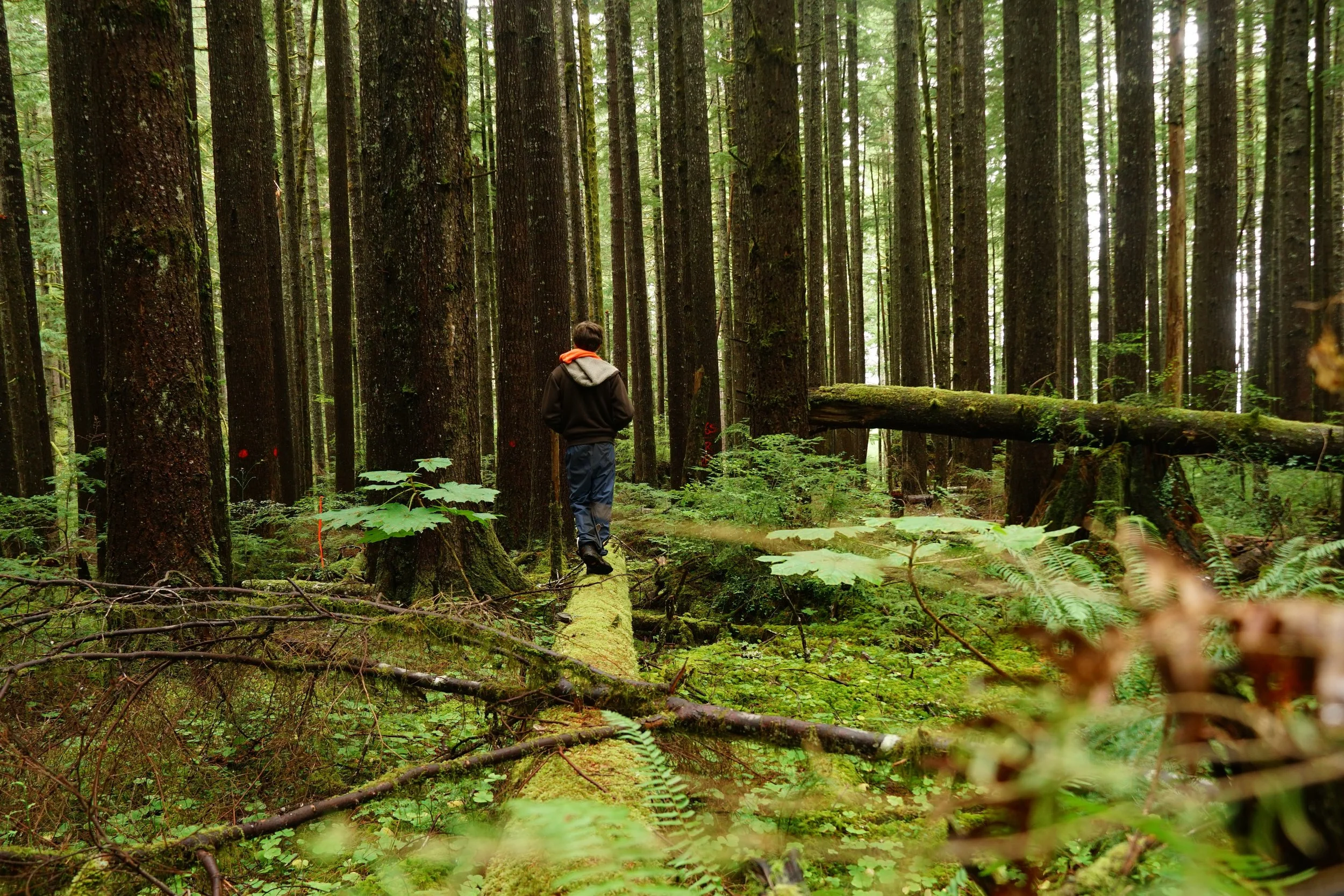 Baltimore Plot Timber Sale (WA DNR) — Joshua Wright | Official Website