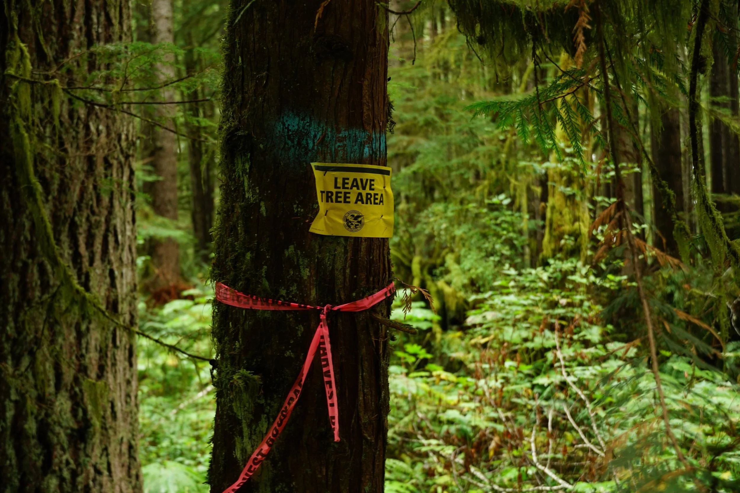 Baltimore Plot Timber Sale (WA DNR) — Joshua Wright | Official Website