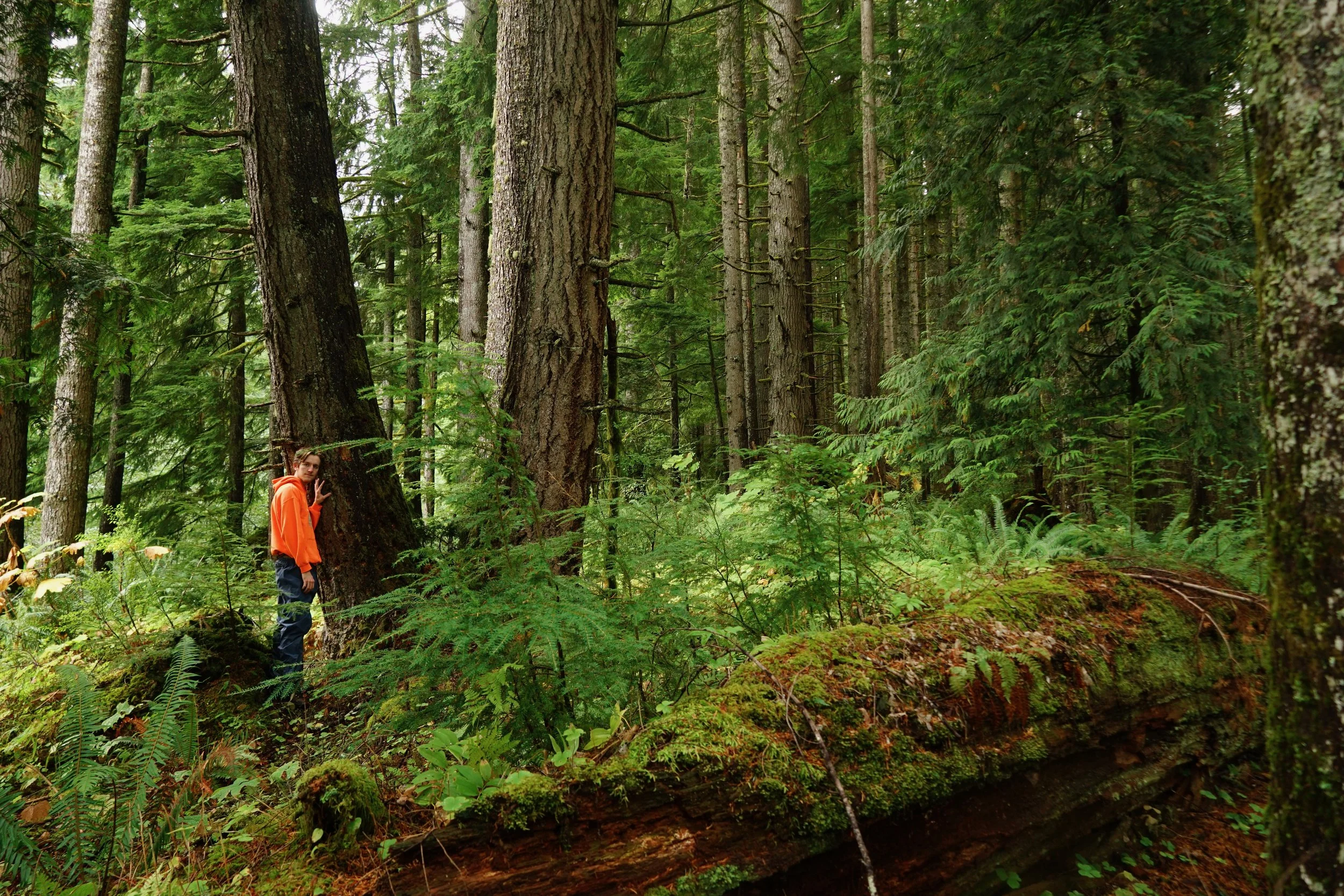 Baltimore Plot Timber Sale (WA DNR) — Joshua Wright | Official Website