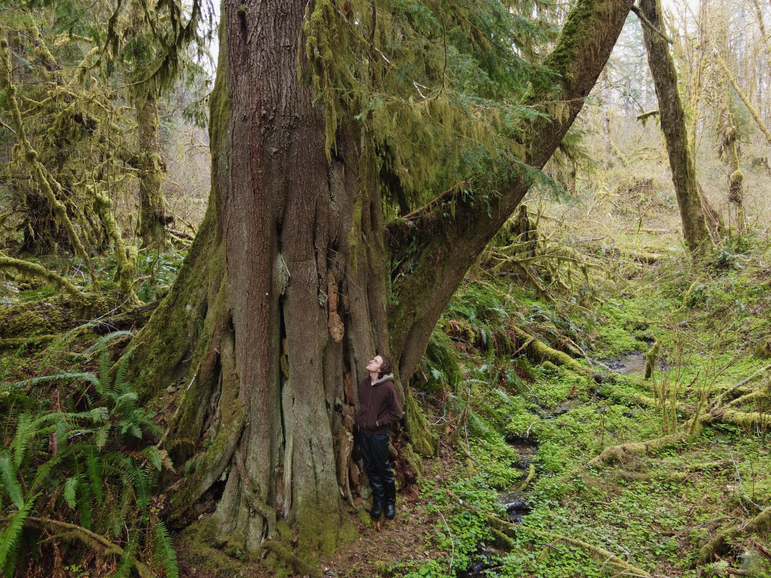 US Timber Sales — Joshua Wright | Official Website