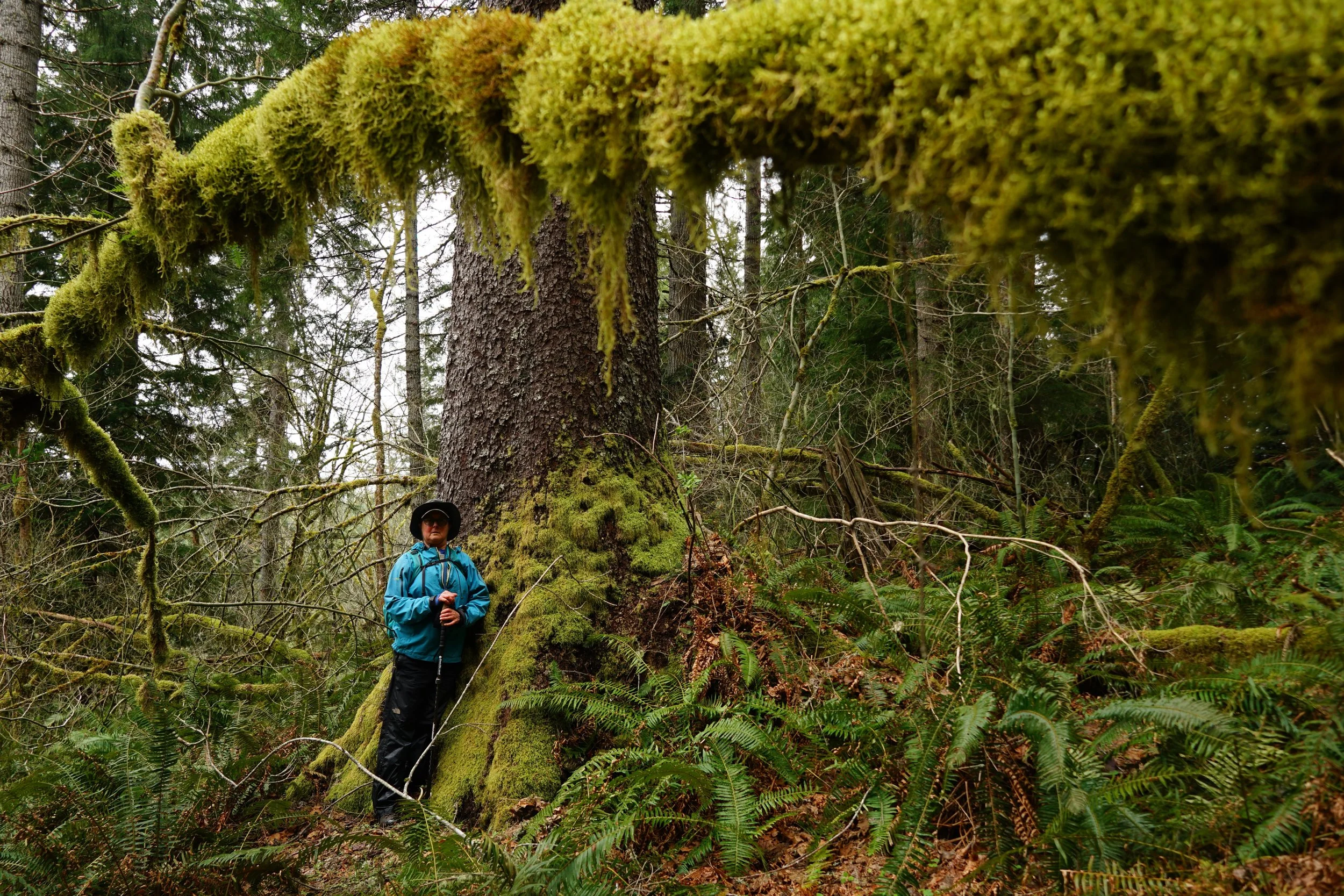 In The Pipeline Timber Sale (WA DNR) — Joshua Wright | Official Website