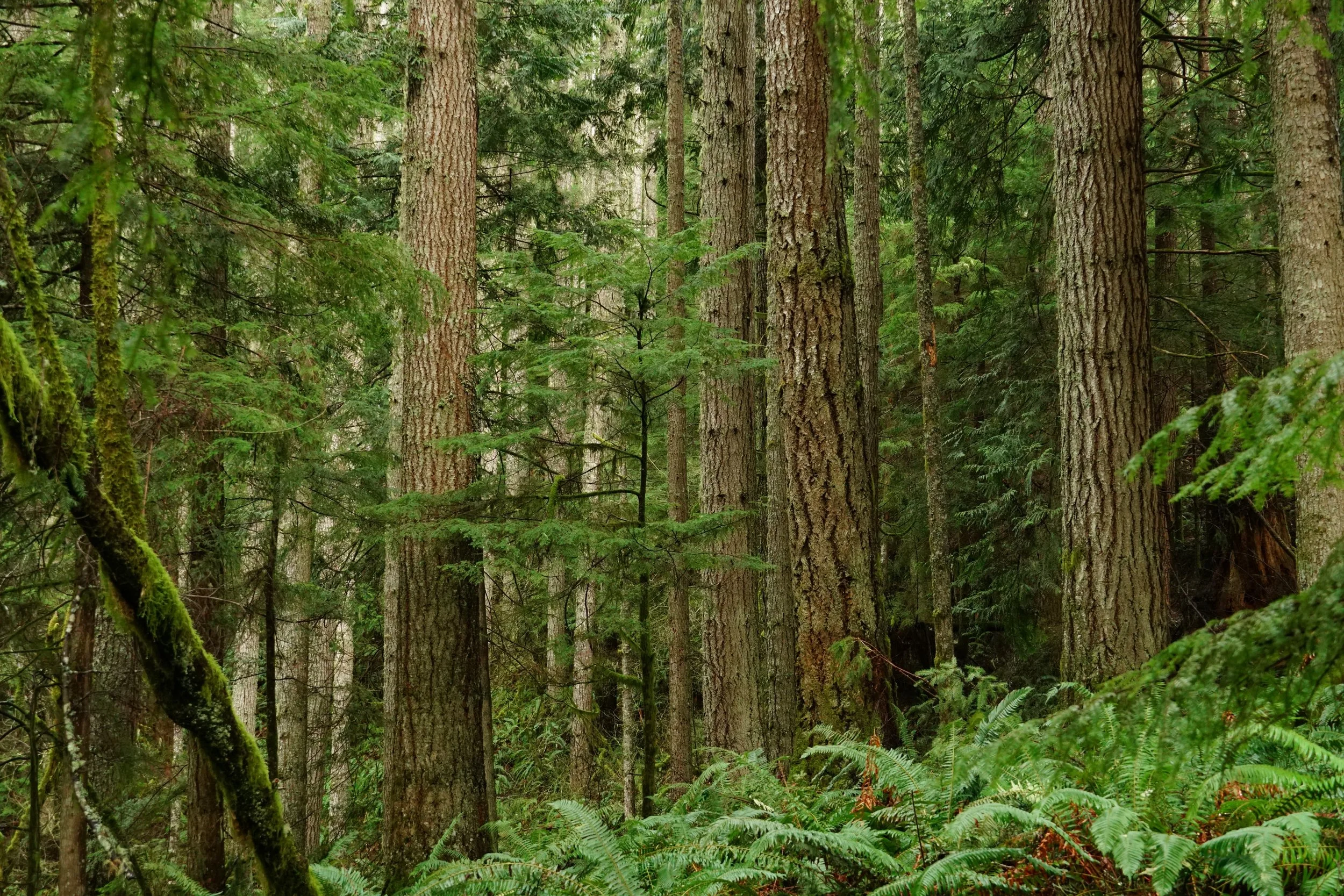 "Shift The Paradigm" Timber Sale (WADNR) — Joshua Wright | Official Website