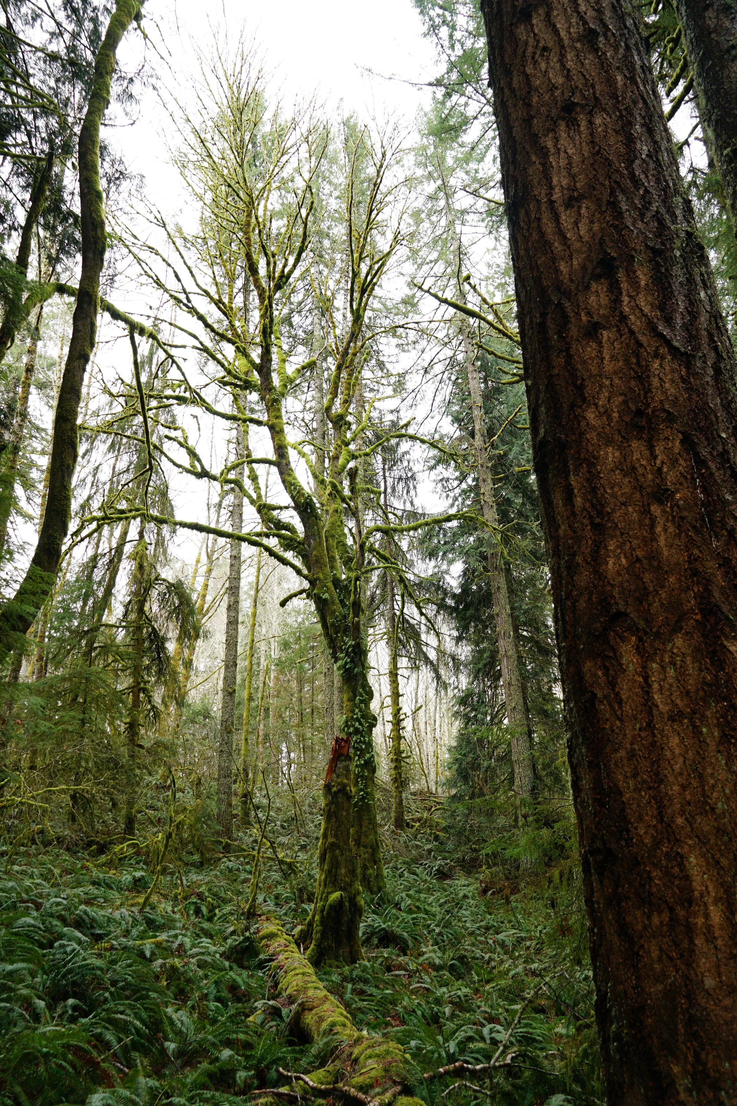 "Shift The Paradigm" Timber Sale (WADNR) — Joshua Wright | Official Website