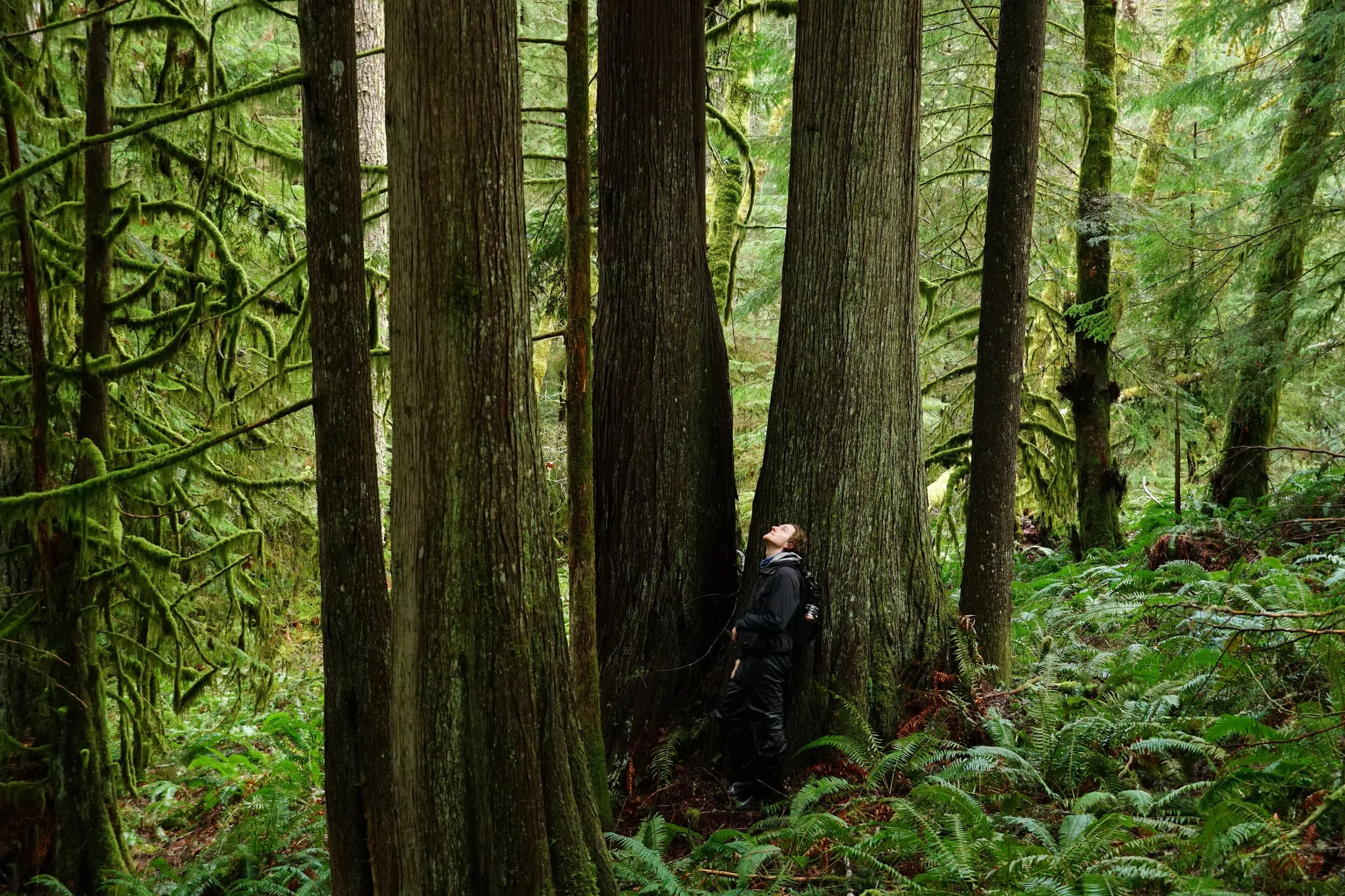 "Shift The Paradigm" Timber Sale (WADNR) — Joshua Wright | Official Website