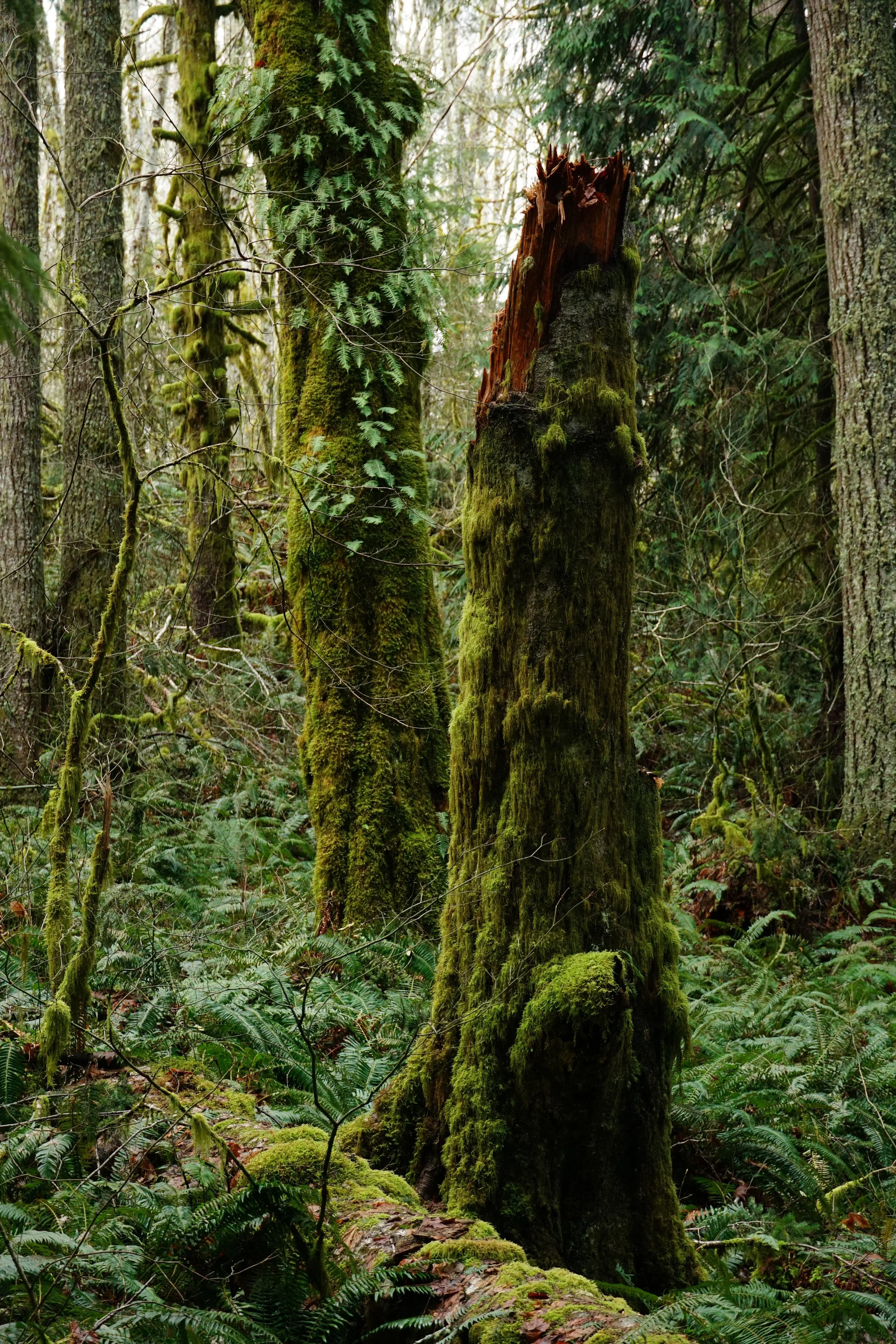 "Shift The Paradigm" Timber Sale (WADNR) — Joshua Wright | Official Website