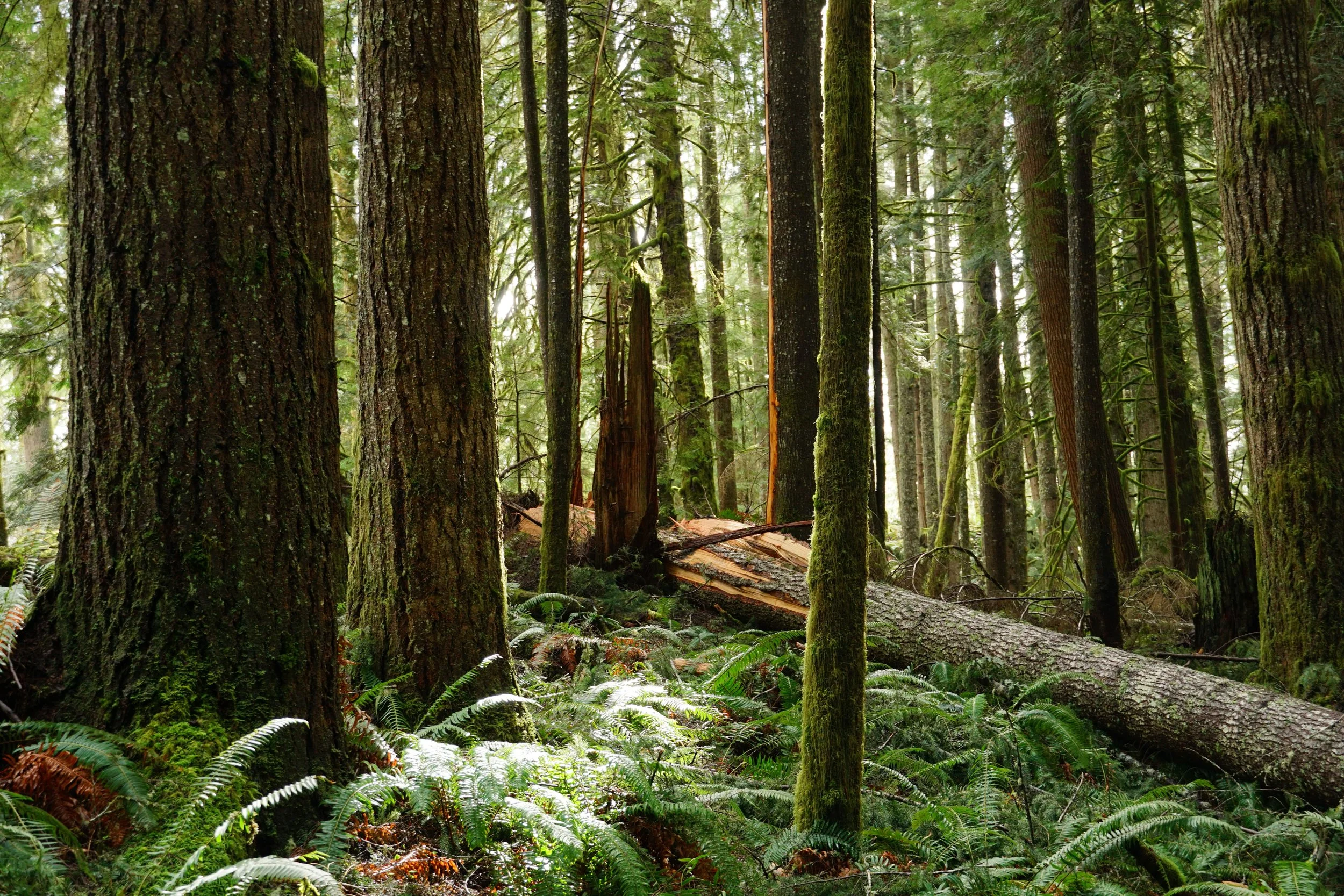 "Shift The Paradigm" Timber Sale (WADNR) — Joshua Wright | Official Website