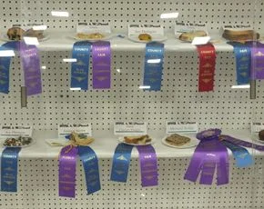 Community Open Class — Pueblo County Fair