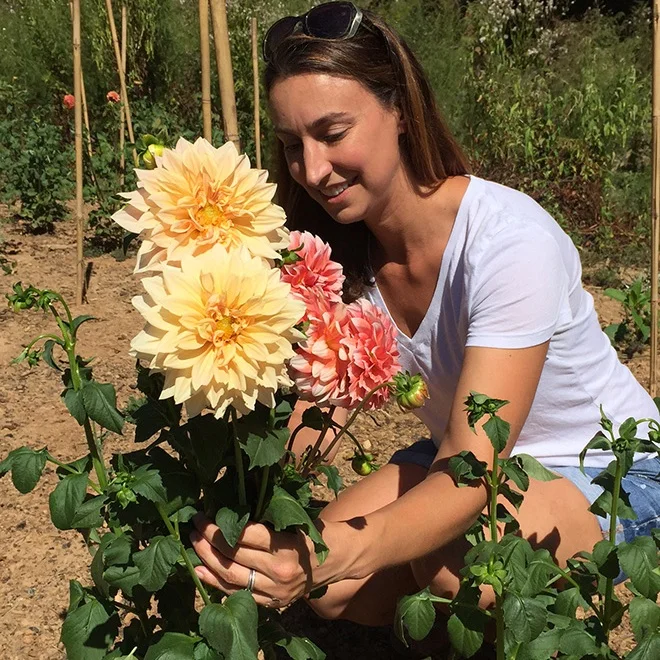 Dahlias 101: A Beginner's Growing Guide — The Barn of Chapel Hill at ...