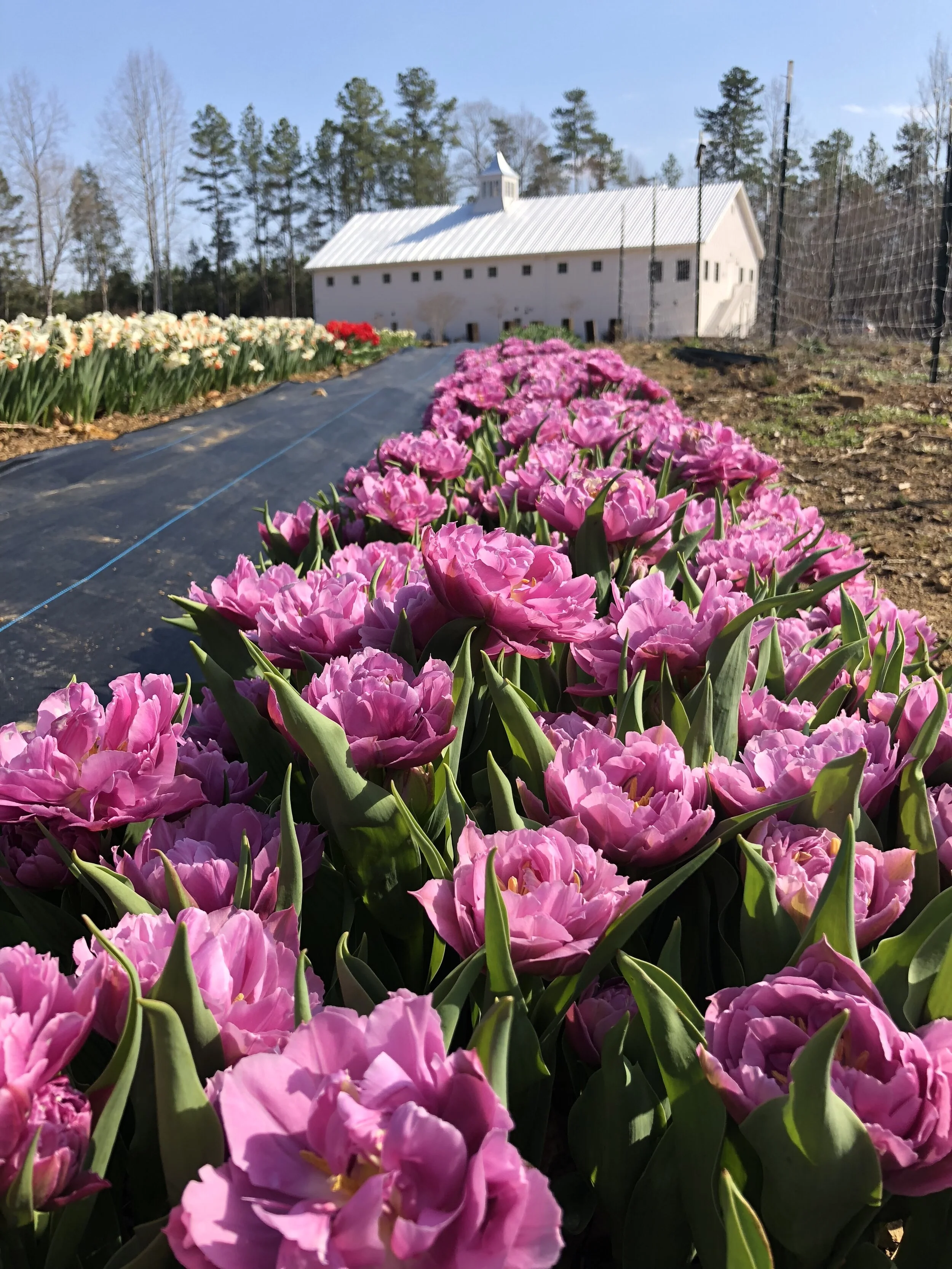 Tulip Mania — The Barn of Chapel Hill at Wild Flora Farm | North ...