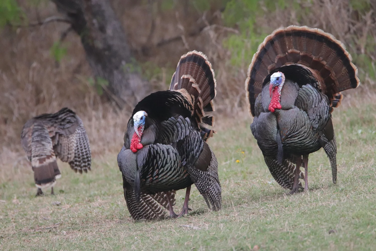 Texas Turkey — Mariposa Ranch