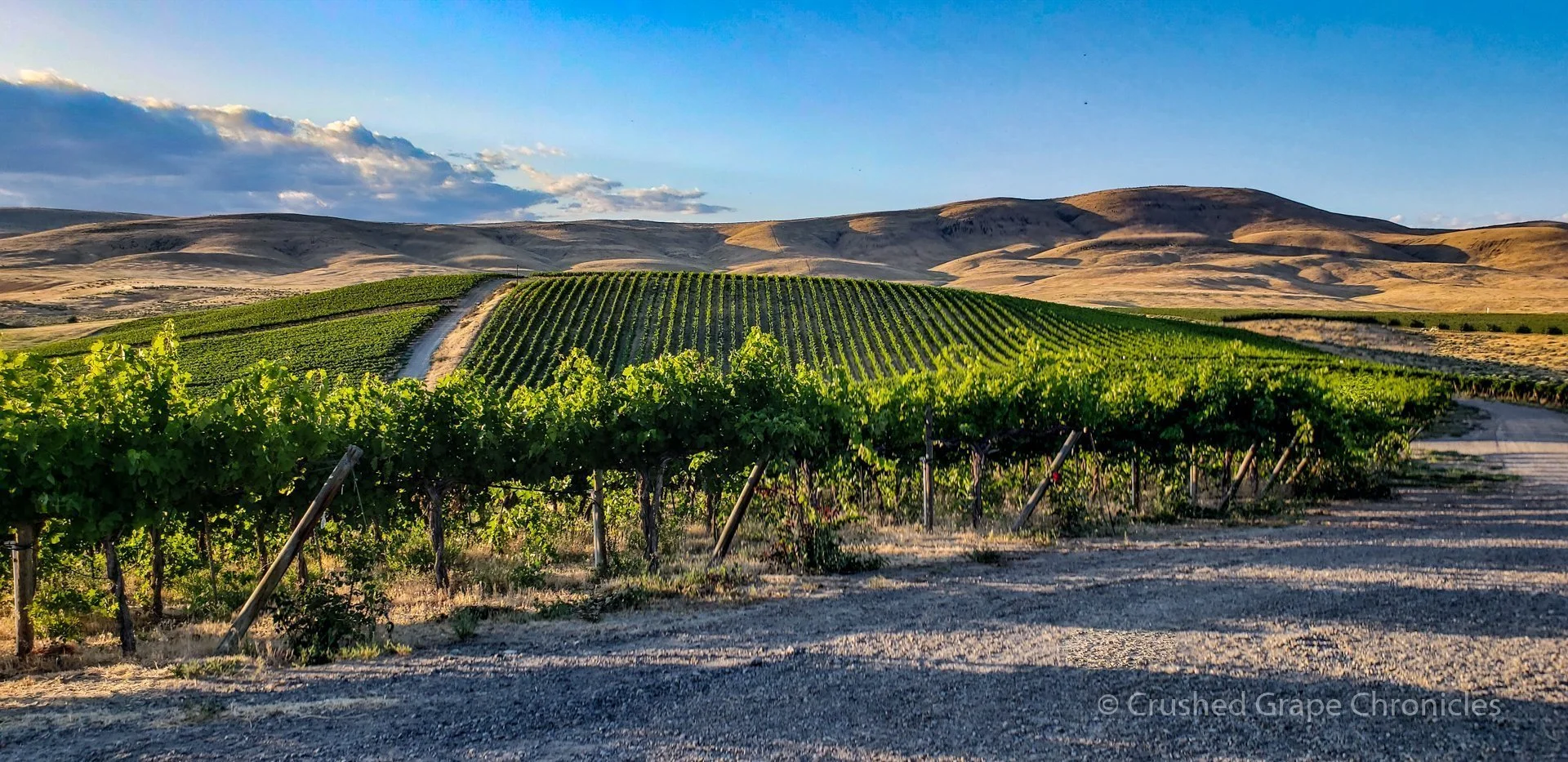 vineyards — D I L L O N CELLARS