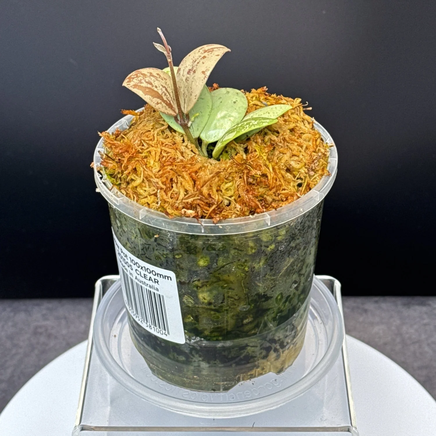 HOYA WILBUR GRAVES - SUPER SILVER — MELTY.AU | SHOP MELTY PLANTS ...