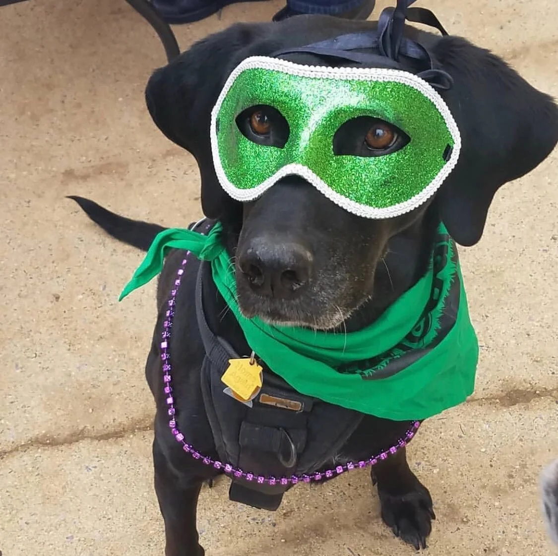 Thanks for another fun Mardi Paws! — 11th & Bark