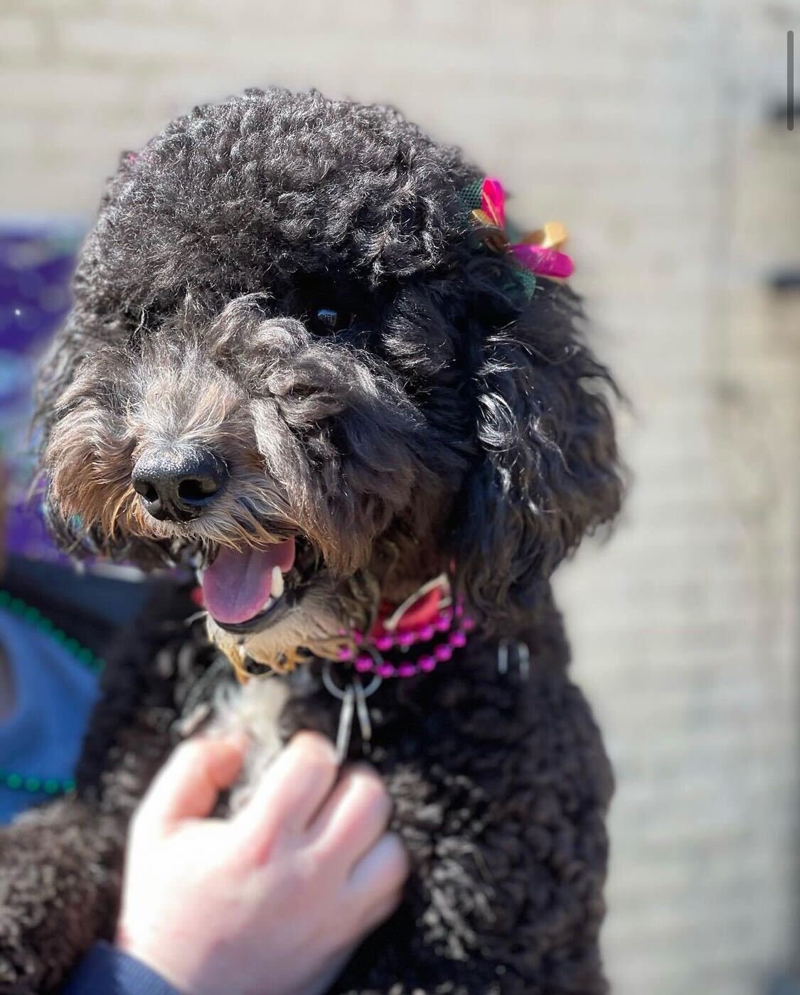 Mardi Paws! — 11th & Bark