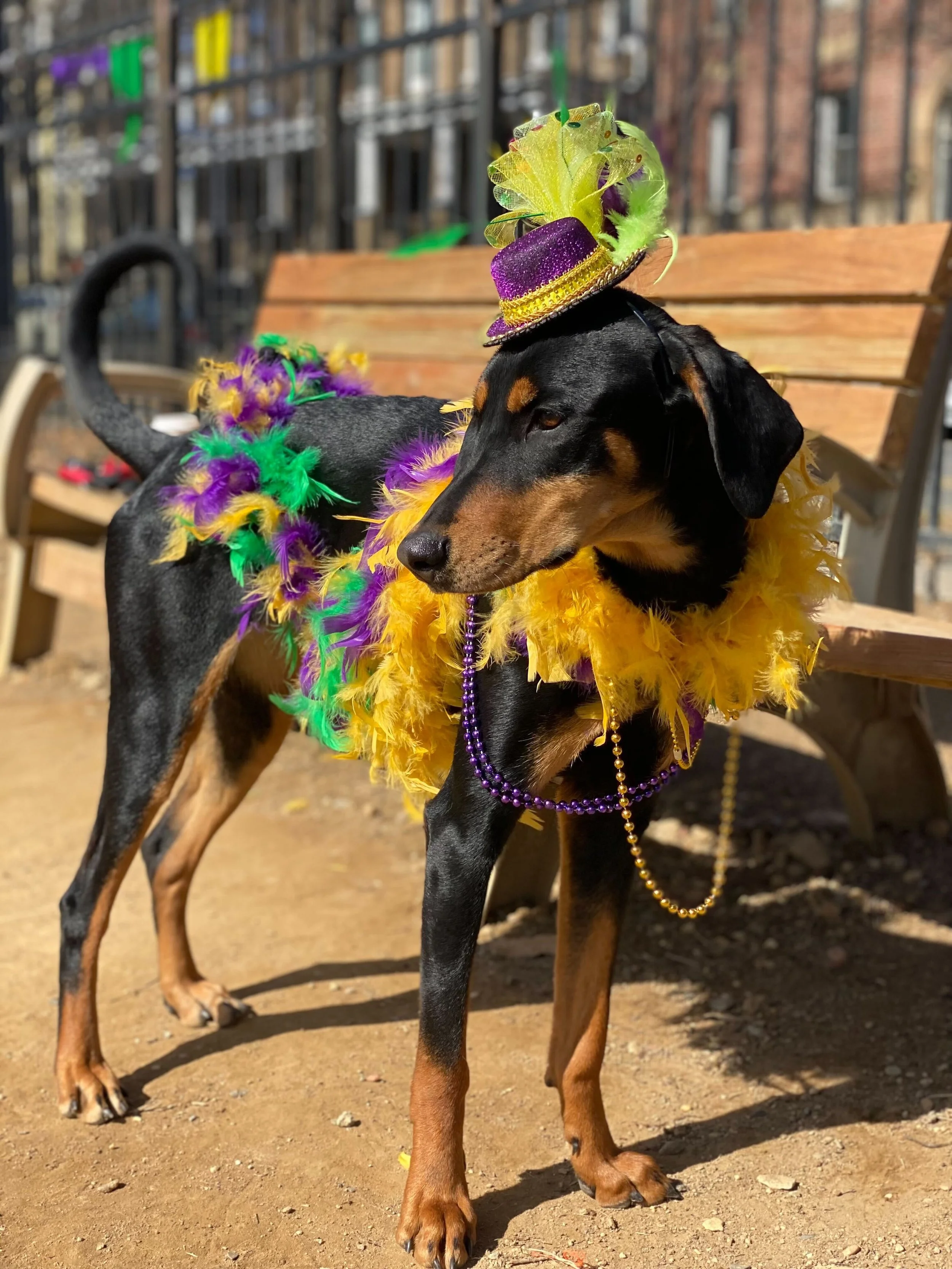 Mardi Paws! — 11th & Bark