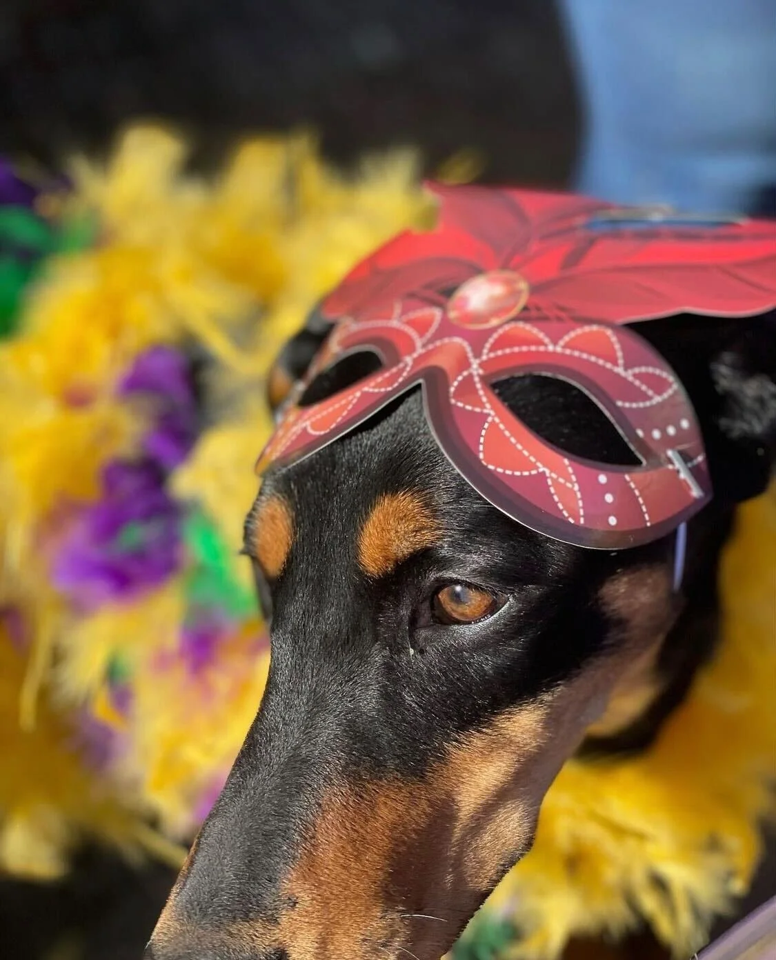 Mardi Paws! — 11th & Bark