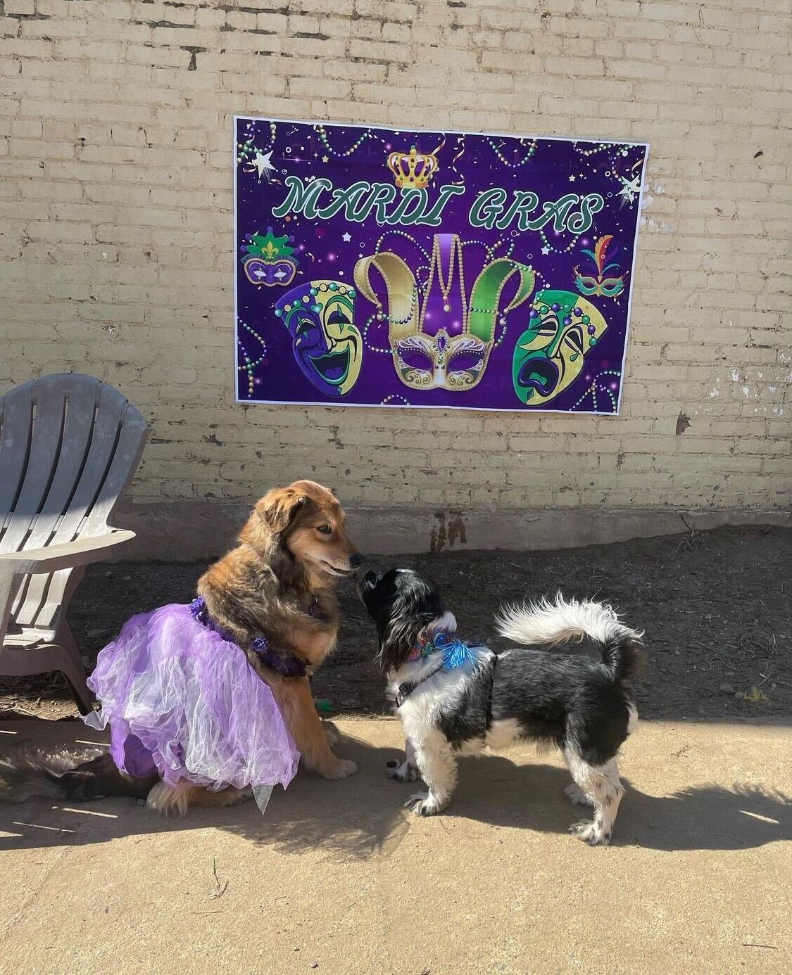 Mardi Paws! — 11th & Bark