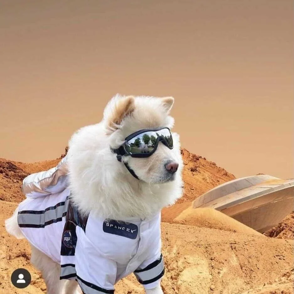 Halloween 2021 — 11th & Bark