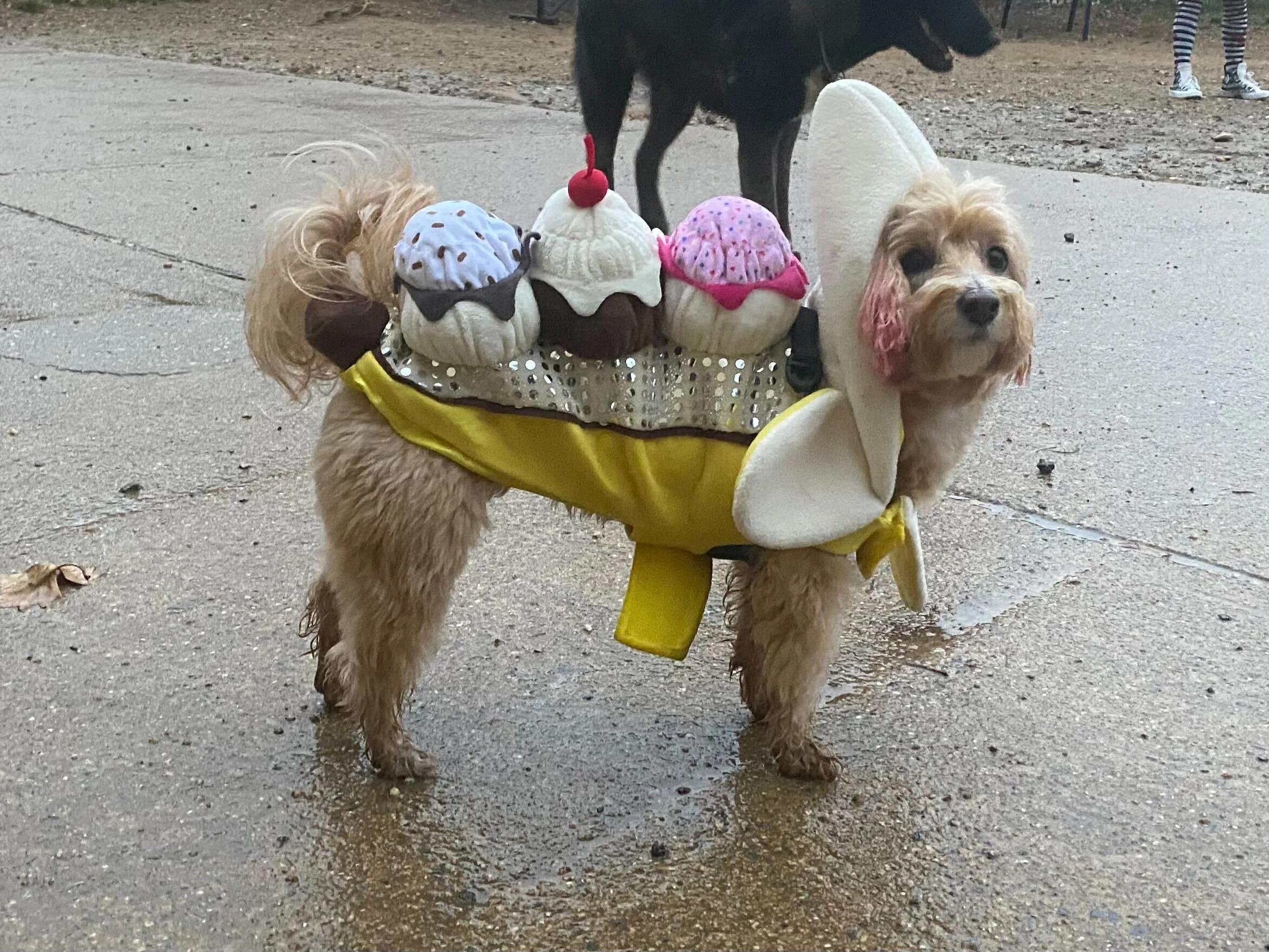 Halloween 2022 — 11th & Bark