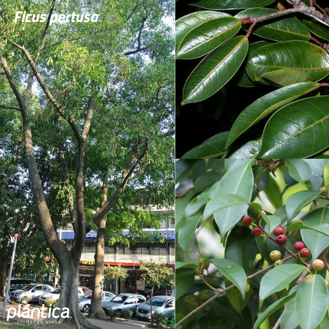 Arboles nativos de México: las mejores opciones para jardines y azoteas ...